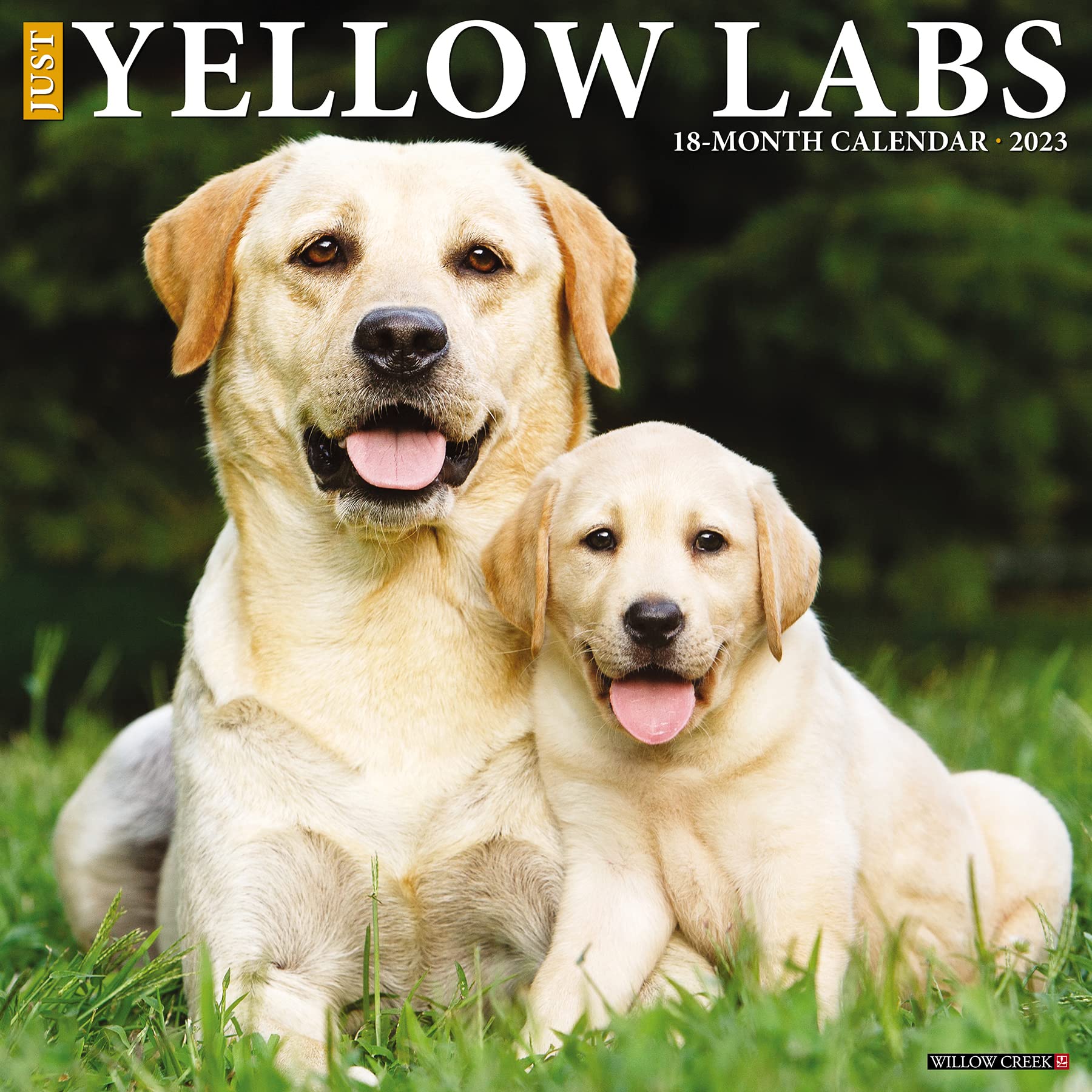 Just Yellow Labs 2023 Wall Calendar: Willow Creek Press: 9781549228315 ...