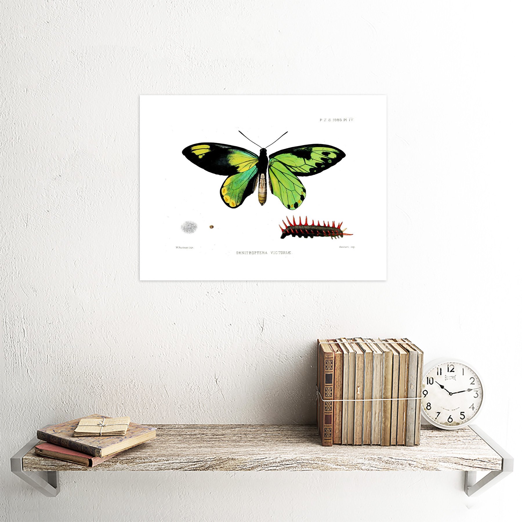 Caterpillar Scientific Drawing