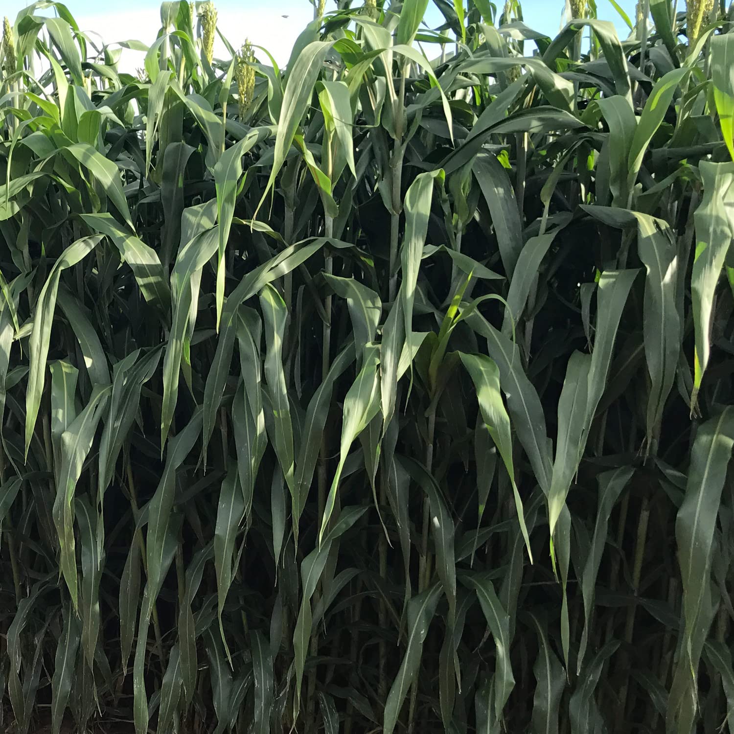 Hybrid sorghum sudan grass ( 300 seeds ) : Amazon.in: Garden & Outdoors