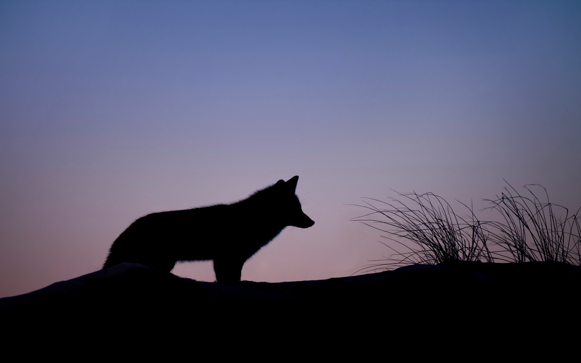 Animals Wolves Wallpaper 1920x1200 Wolf Howling UltraHD Wallpaper For