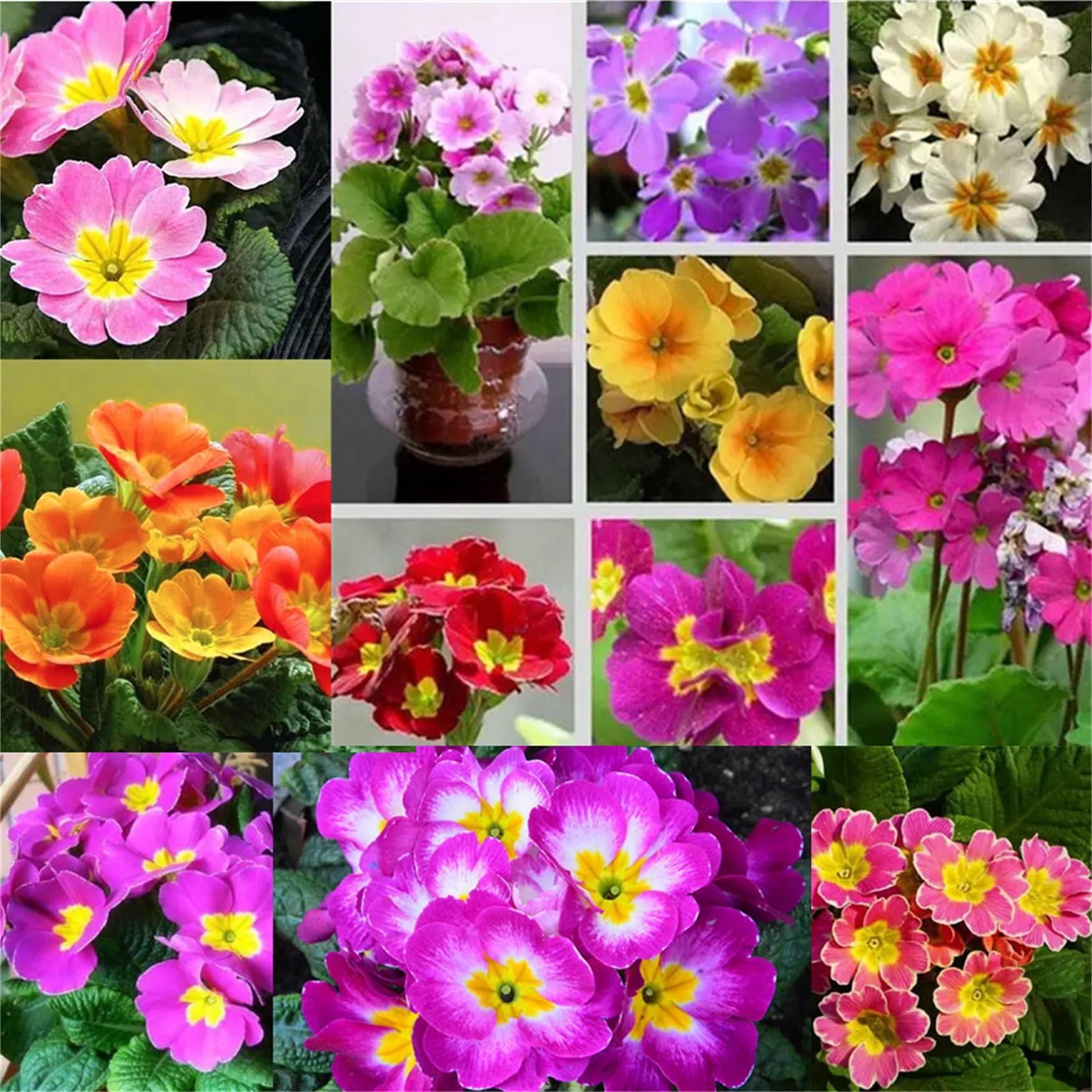 Amazon.com : Garden Plant Seed Flower Seed Primula Vulgaris Mix Flower ...