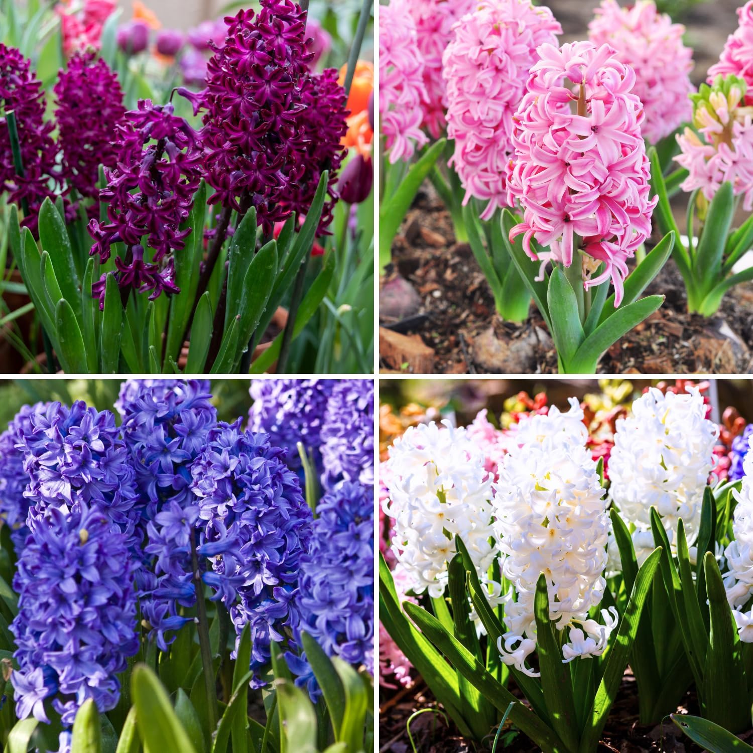 Amazon.com : Giant Purple Allium Bulbs for Spring Planting Outdoors ...