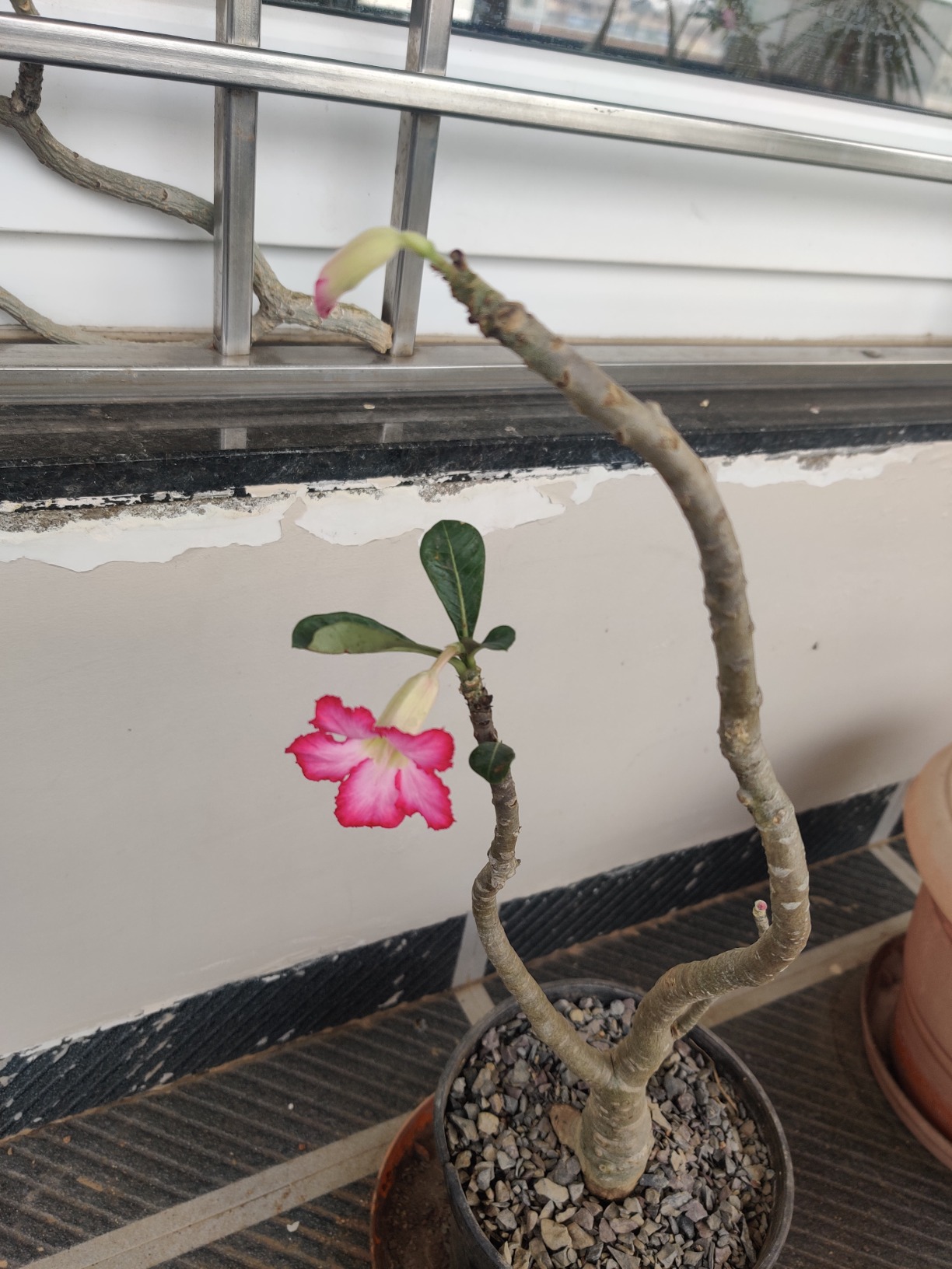 Siam Garden Live Plant Adenium Grafted Siam Special Mixed Colour Free 4 ...