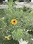 Amazon.com : Minnesota Wildflower Bulk Seed Mix - Over 40,000 Premium ...