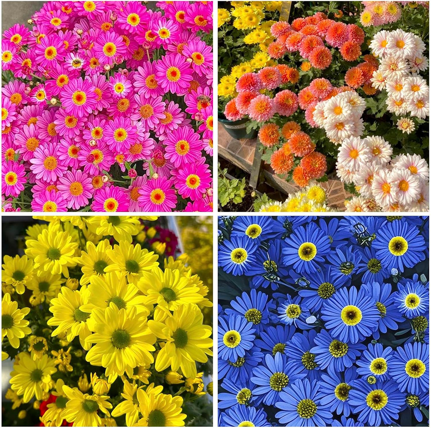 Amazon.com : 1000+ Pyrethrum Seeds for Planting -Pyrethrum Flower Seeds ...