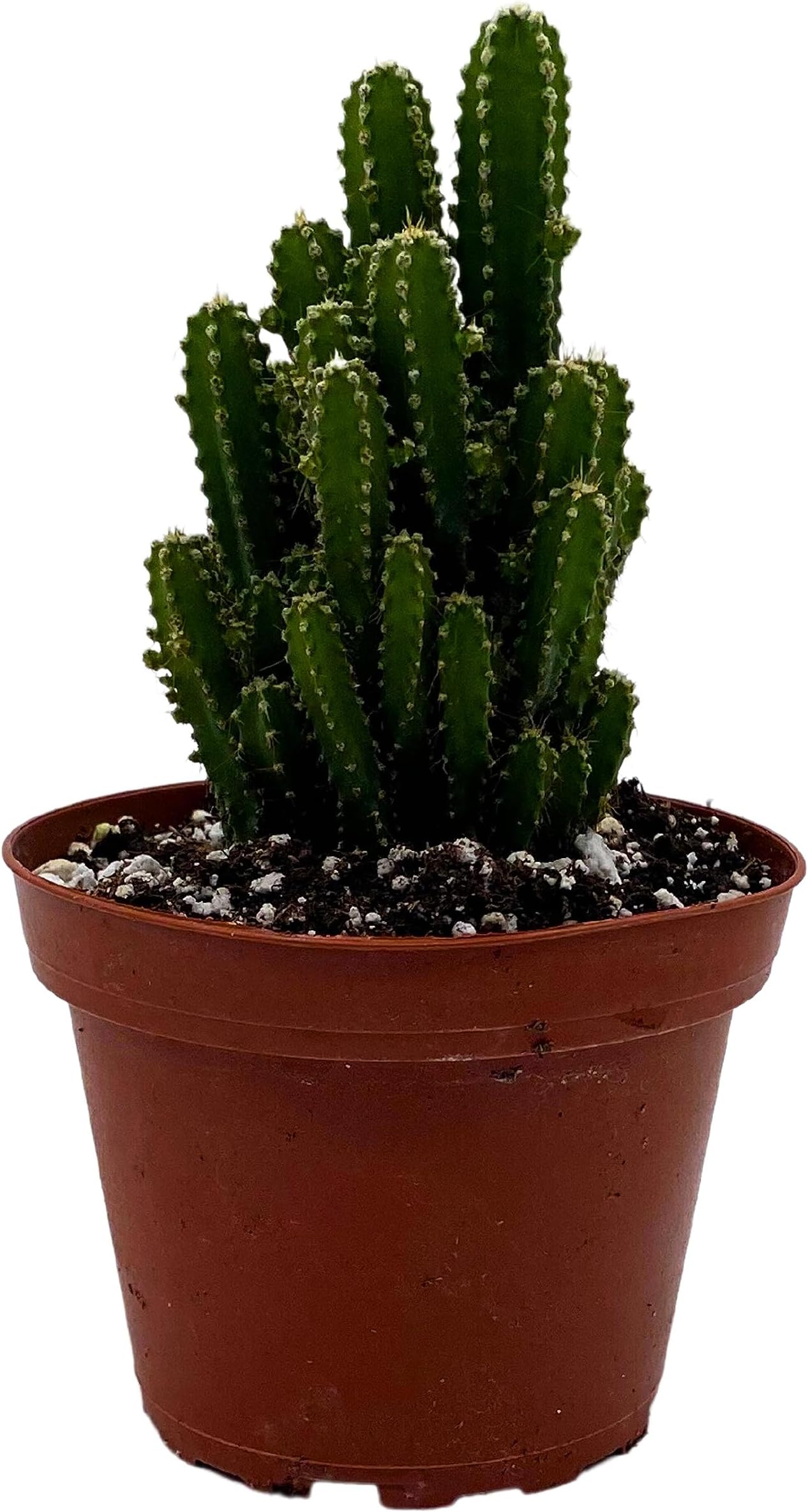 Amazon.com : Costa Farms Cactus Live Indoor Plants, Cactus Décor 7 to ...