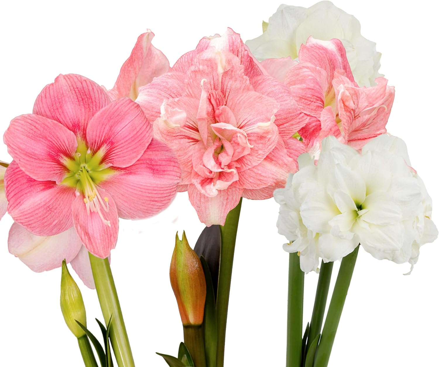 Amazon.com : Hadeco Amaryllis Flower Bulbs, 3 Bulbs, 1 Bulb Each ...