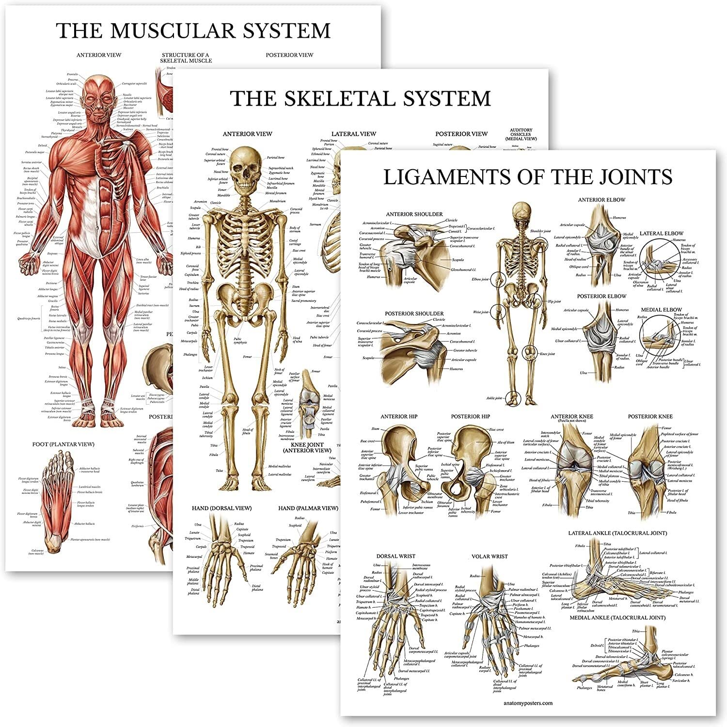 Buy TUOZHE 3 Pack - Muscle + Skeleton + Ligaments of the Joints Anatomy ...