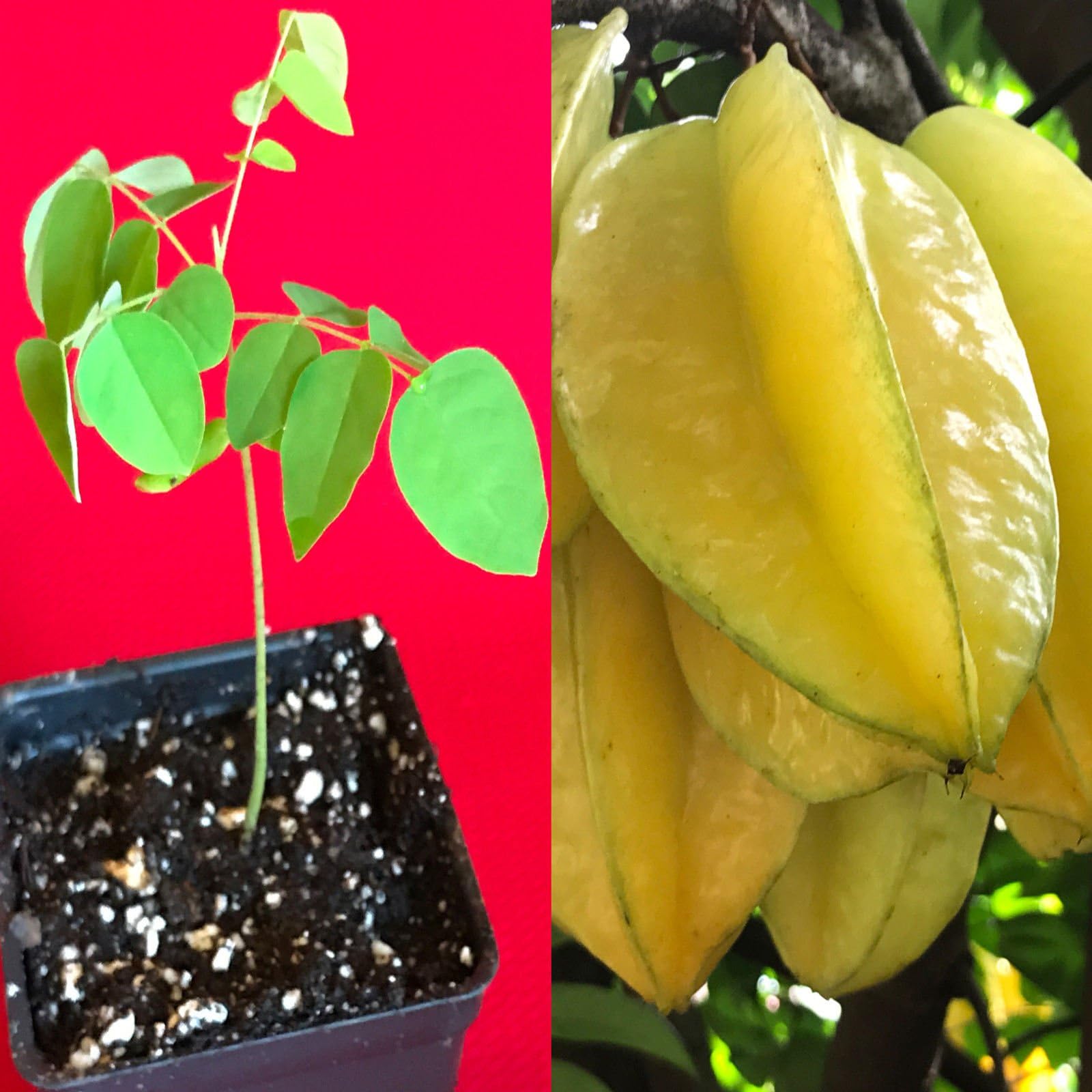 Amazon.com : Star Fruit Averrhoa Carambola Bell Seedling Potted ...