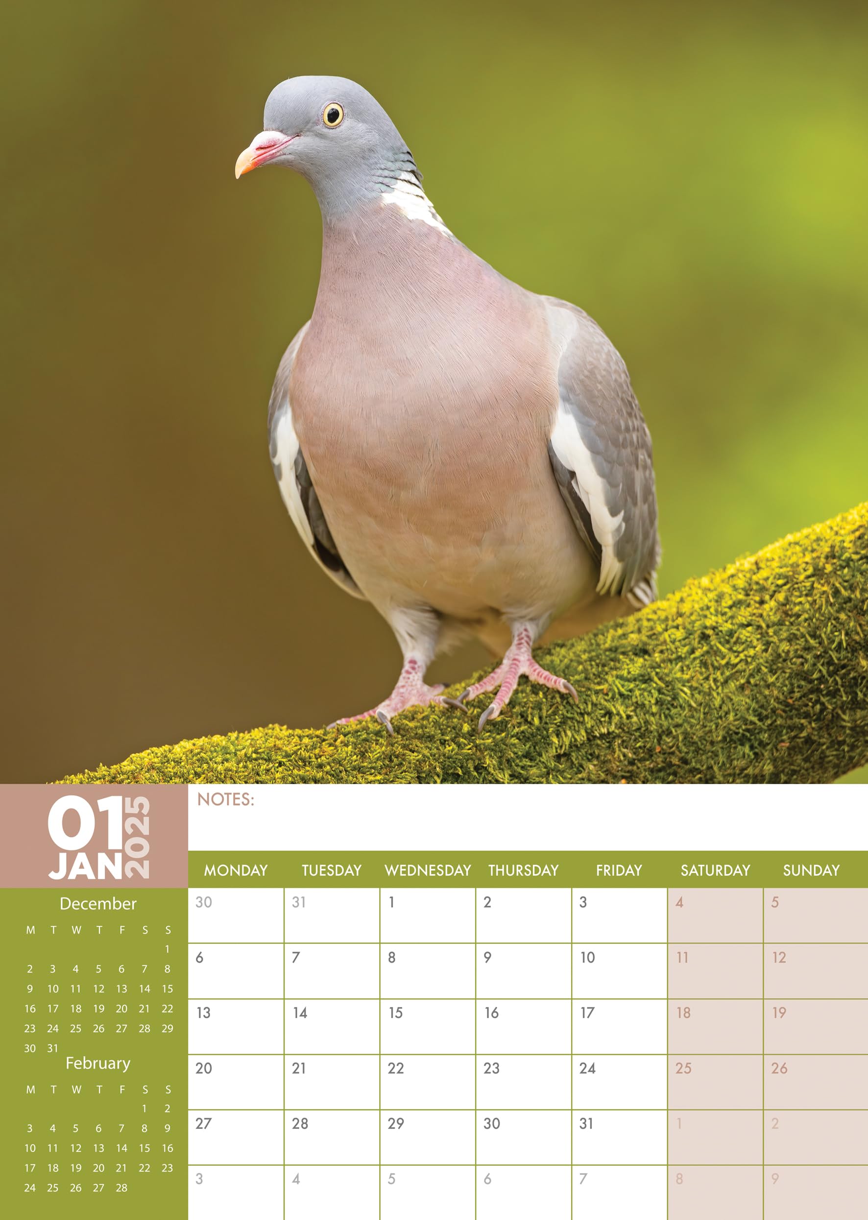 Pigeons 2025 – A3 Size Wirobound Calendar – BigaMart