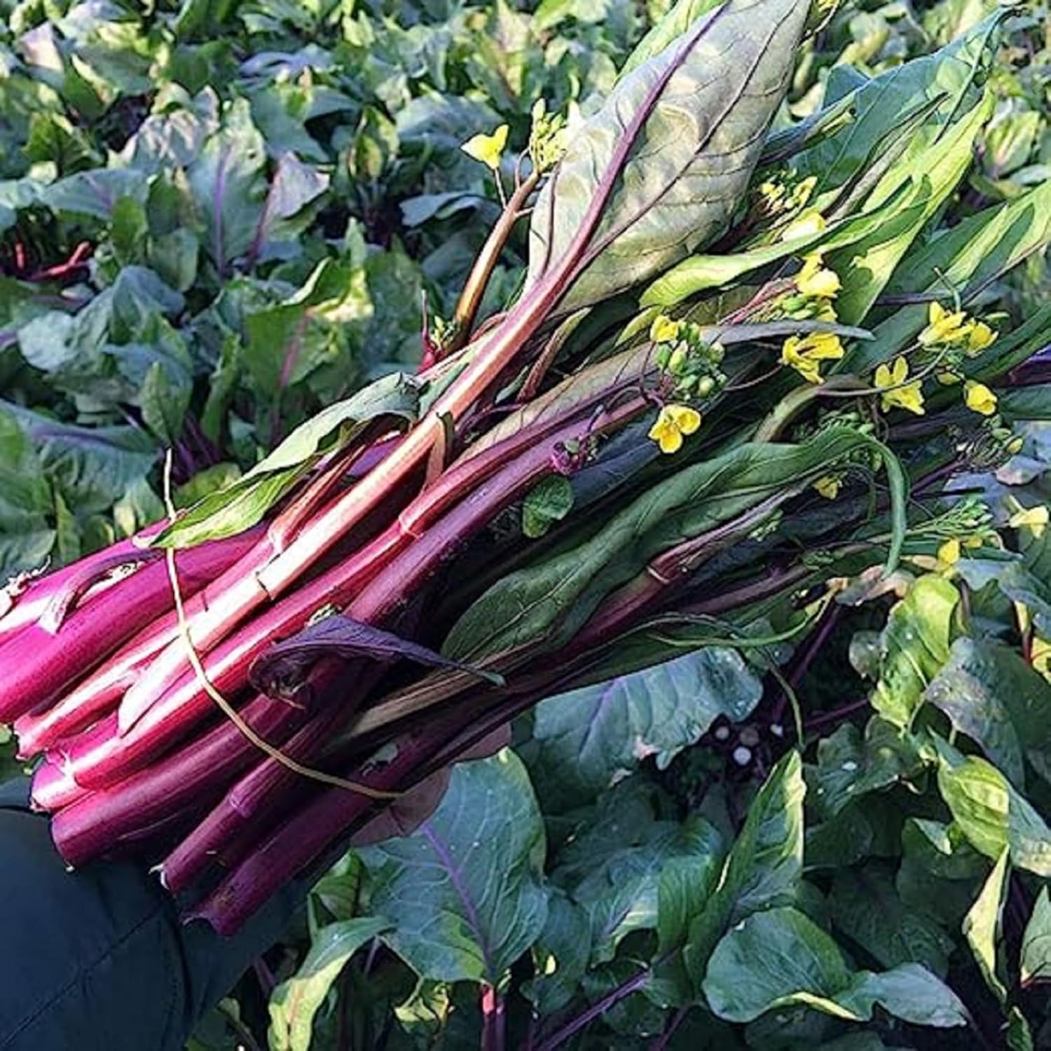 Amazon.com : CHUXAY GARDEN Red Kale Seed 100 Seeds Red Choi Vegetable ...