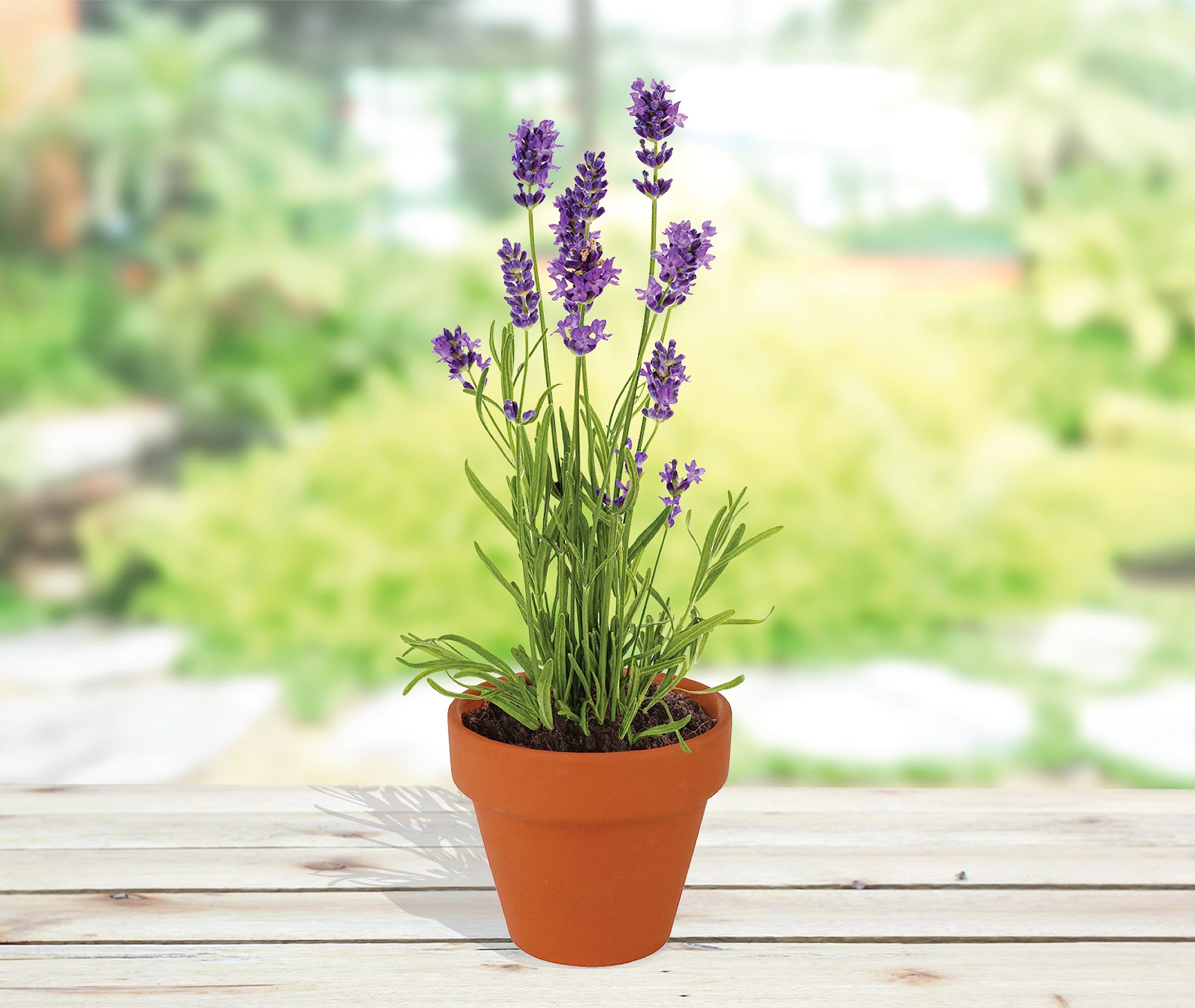 Snapklik.com : Buzzy Seeds Terracotta Mini Grow Pots Herb, Plant ...