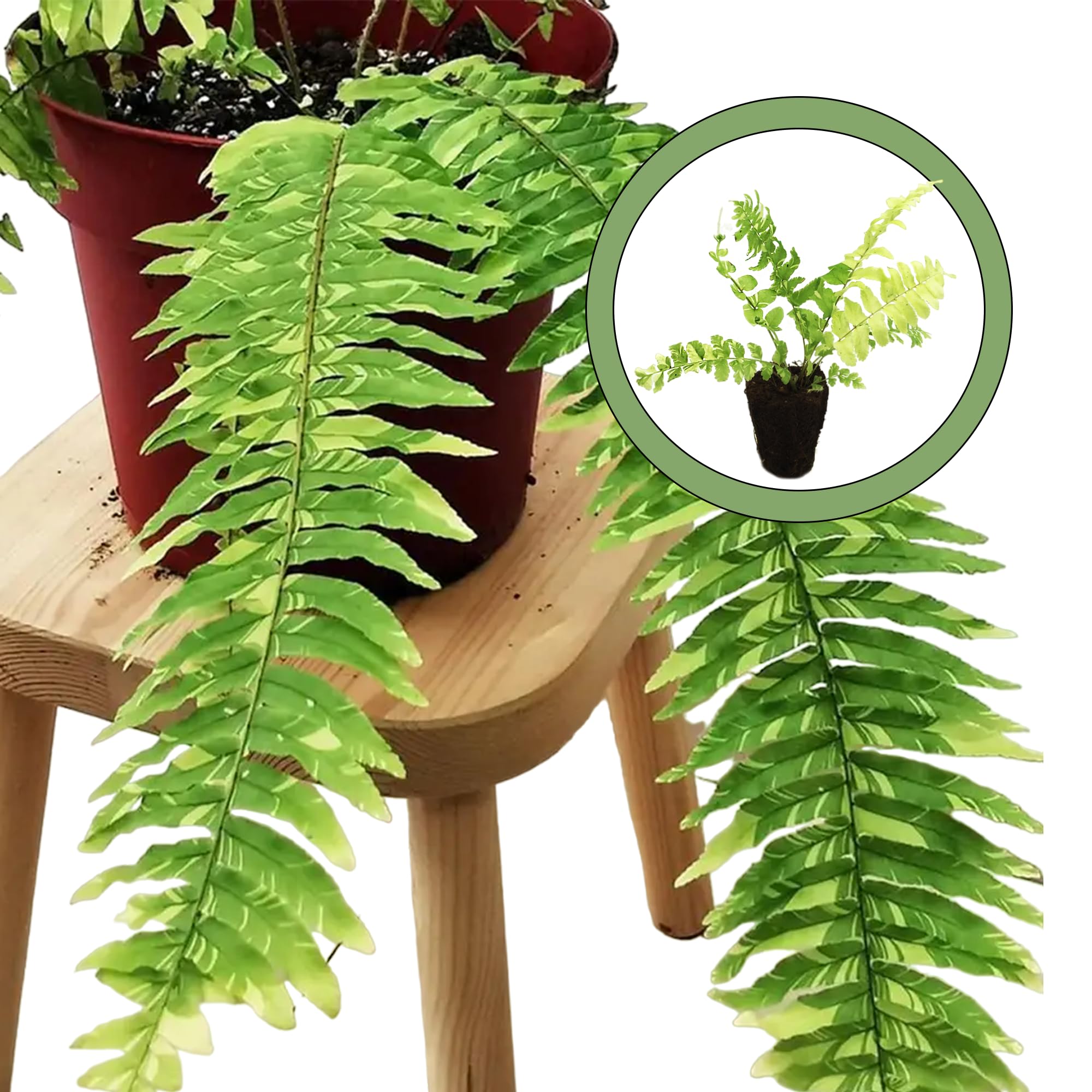 Amazon.com : Variegated Tiger Fern “Nephrolepis Exaltata” Starter Plant ...