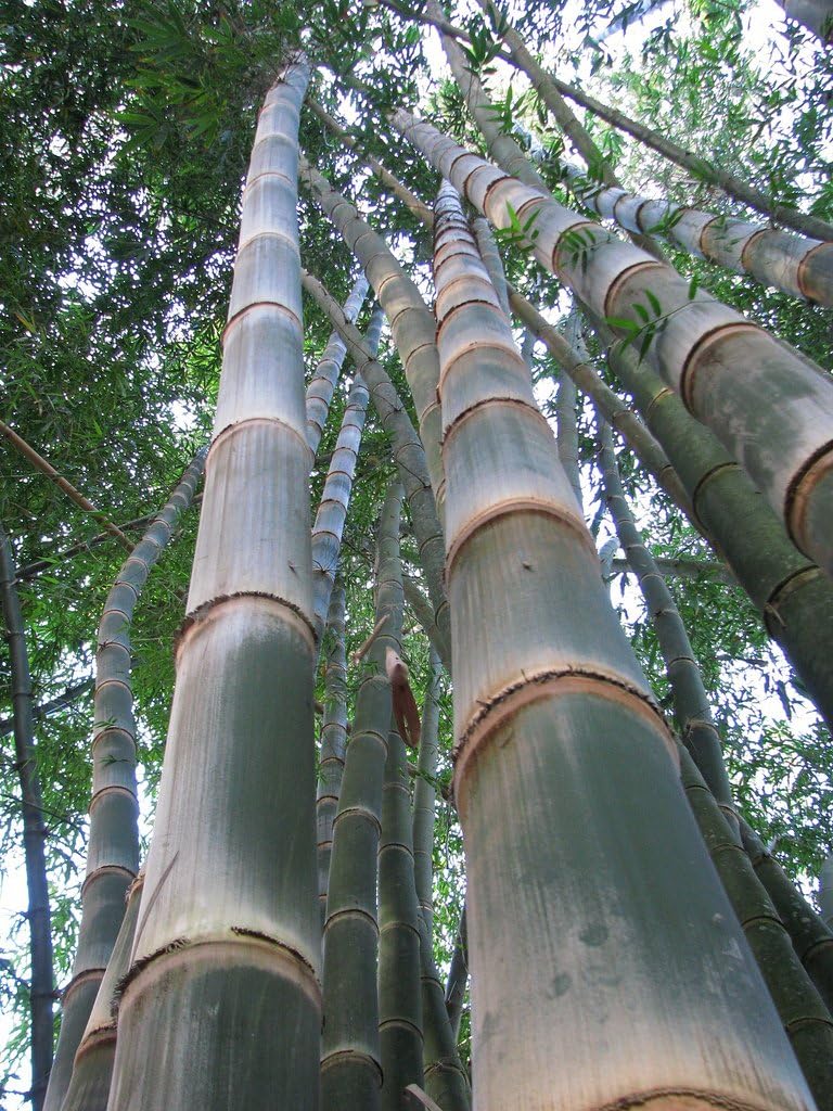 Amazon.com : Asklepios-seeds | 100 Seeds of Dendrocalamus strictus ...