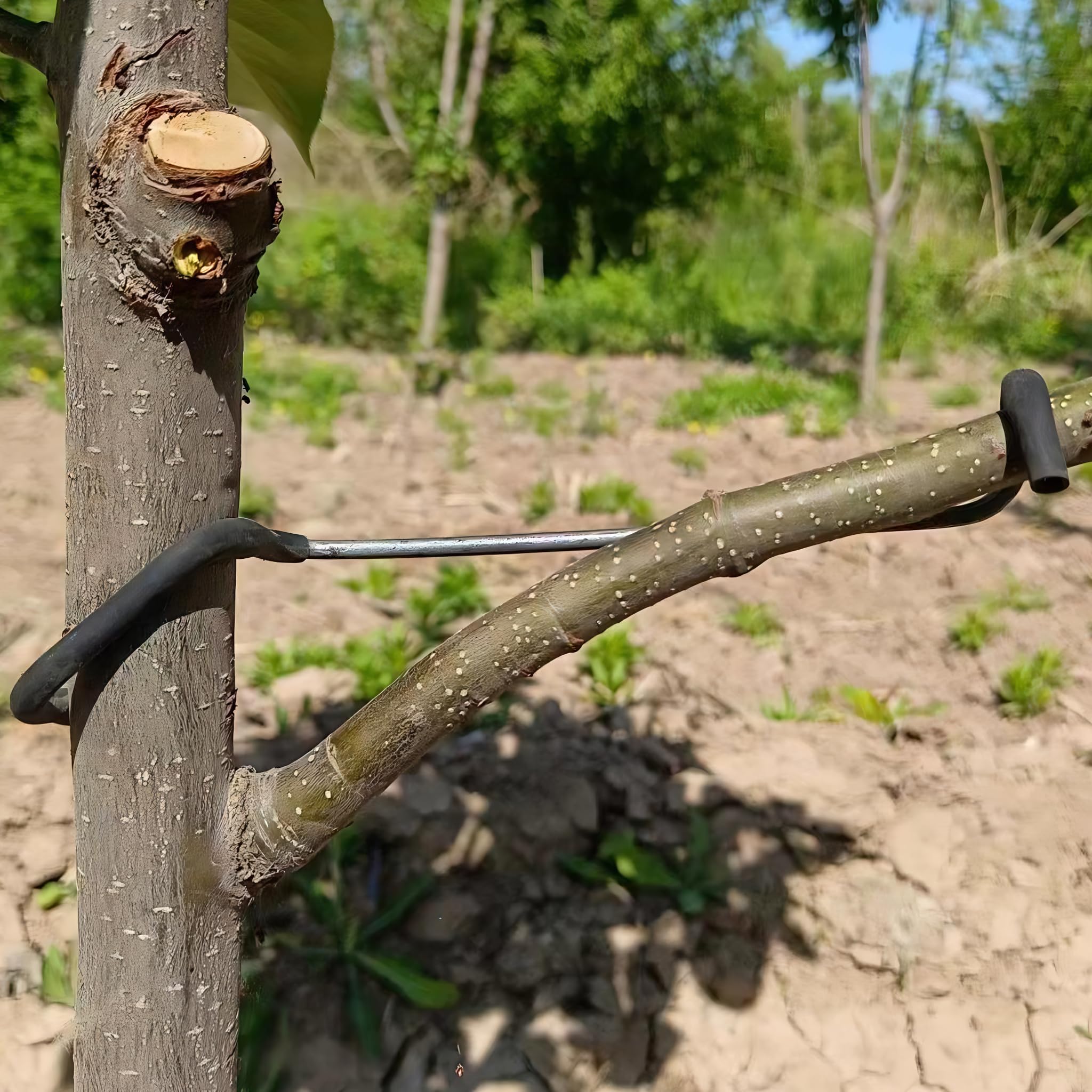 Amazon.com : WLSANX Fruit Tree Branch Limb Spreader 7 Inch Branch ...