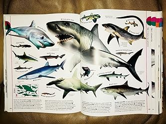 The Animal Book: A Visual Encyclopedia of Life on Earth (DK Our World ...