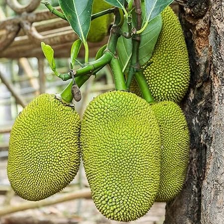 Garden Nature Care Dwarf Yellow Jackfruit Grafted 1 Healthy Live ...