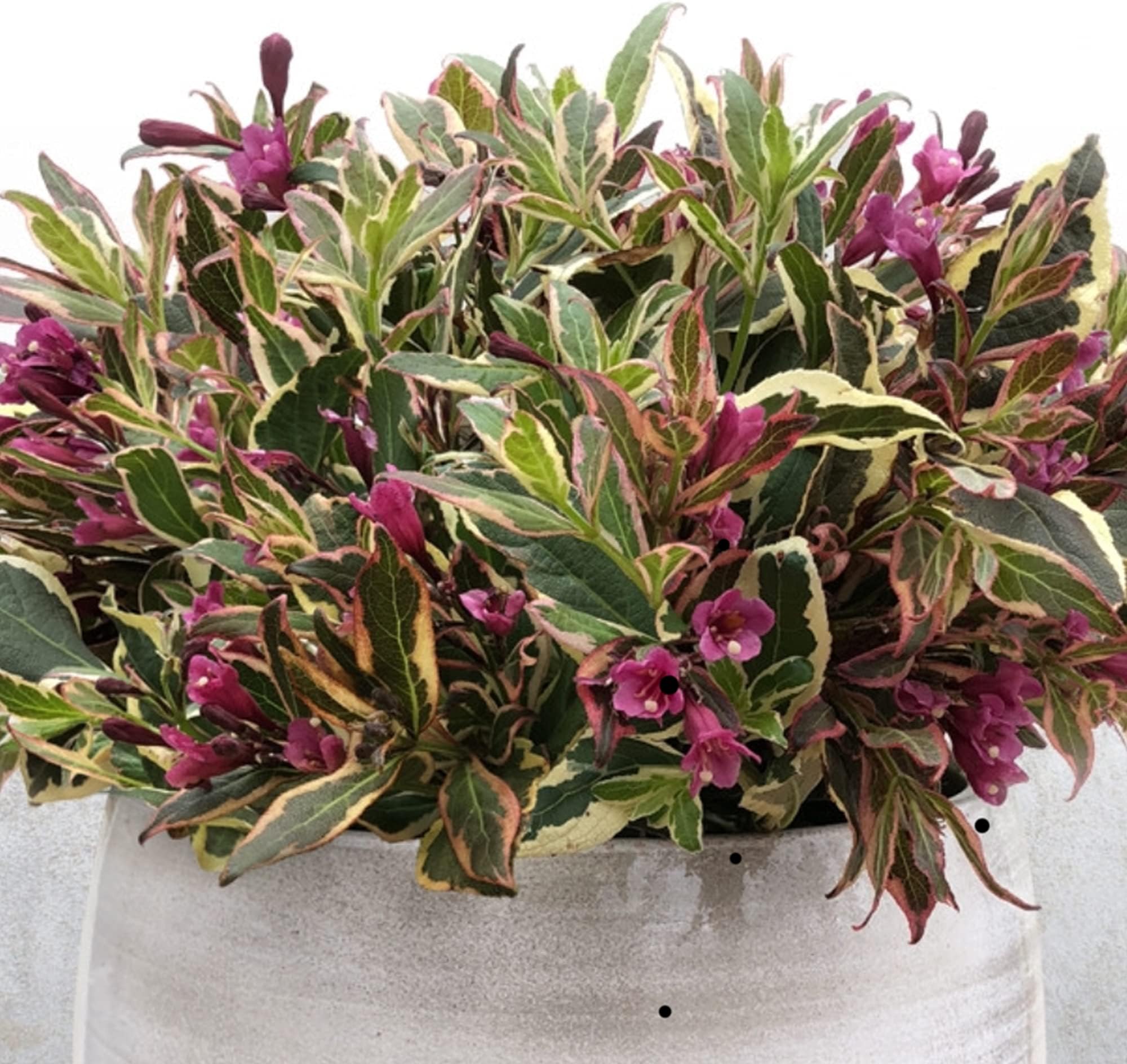 Plant Theory All Summer Red Weigela Shrub Plant 2L Pot : Amazon.co.uk ...