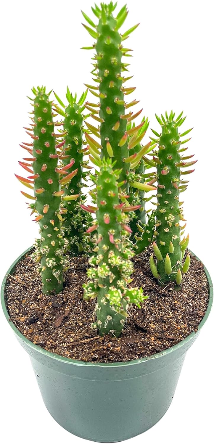 Amazon.com : BubbleBlooms Pink Eves Pin Needle Cactus in a 6 inch Pot Austrocylindropuntia ...