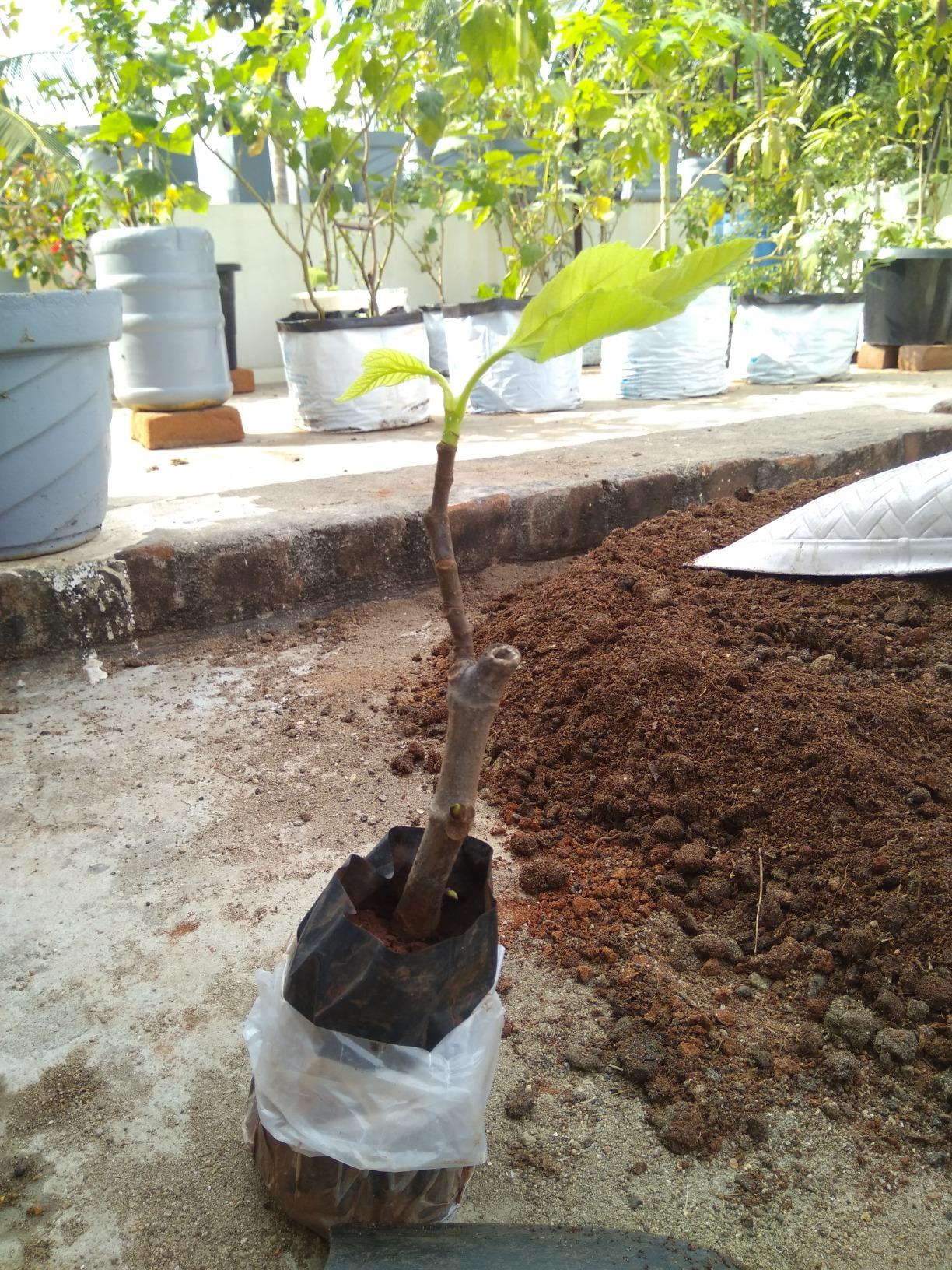 M-Tech Gardens Israel Fig Fruit Plant (Red, Hybrid) Ficus Carica Exotic ...