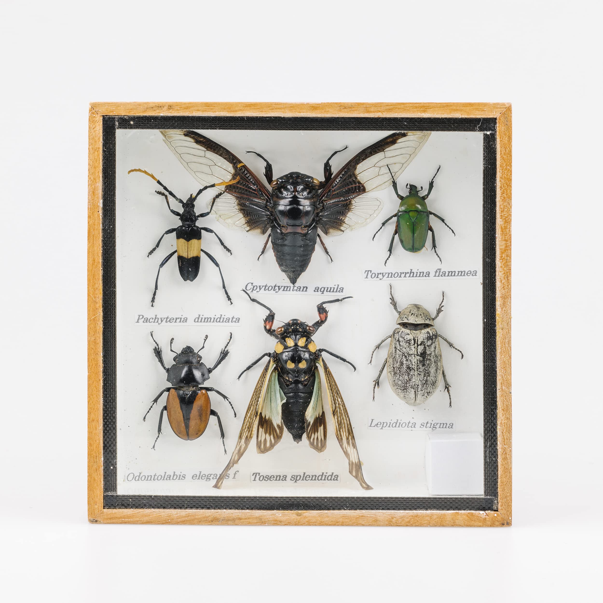 Buy Mixed Presverd 7 in1 Real Beetles and Insect Taxidermy Set in Brown ...