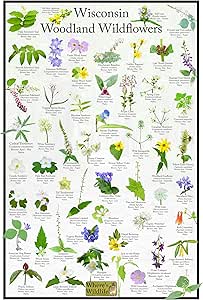 Amazon.com: Wisconsin Woodland Wildflower Identification Chart ...