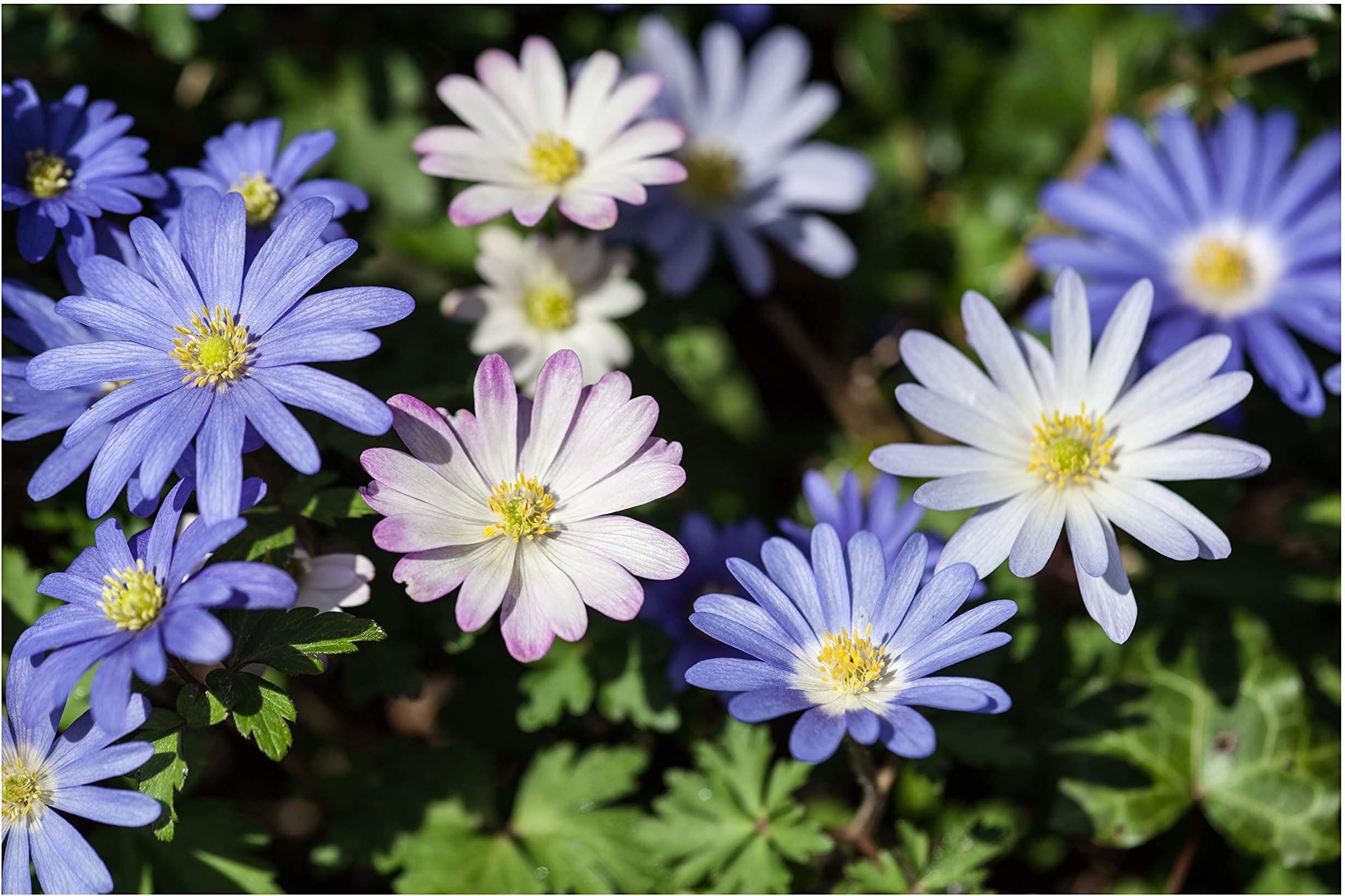 20 x Anemone Lord Lieutenant Blue Spring Flowering Bulbs Autumn ...