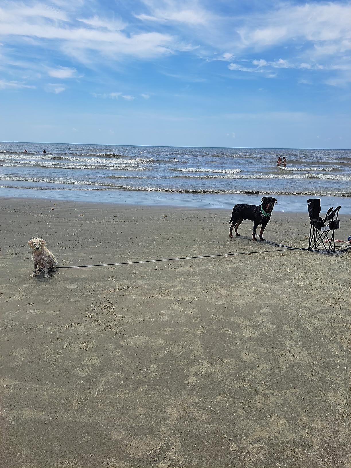 Amazon.com : Aspen Pet Stake Large 18" EZ-Turn, Blue : Petmate : Pet ...