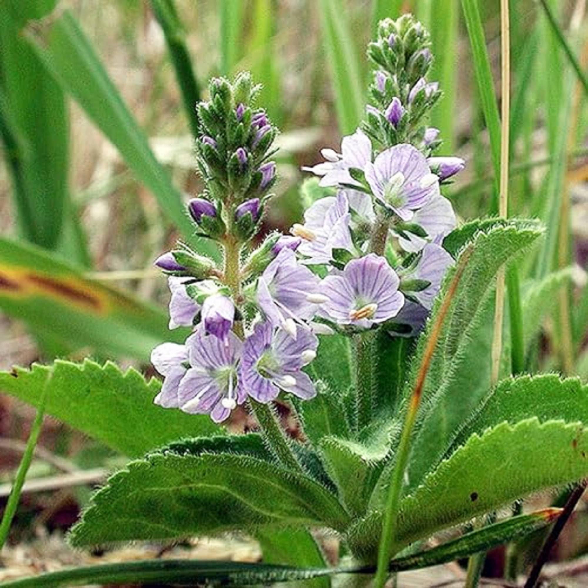 Amazon.com : CHUXAY GARDEN 30 Seeds Heath Speedwell Herb Seeds for ...