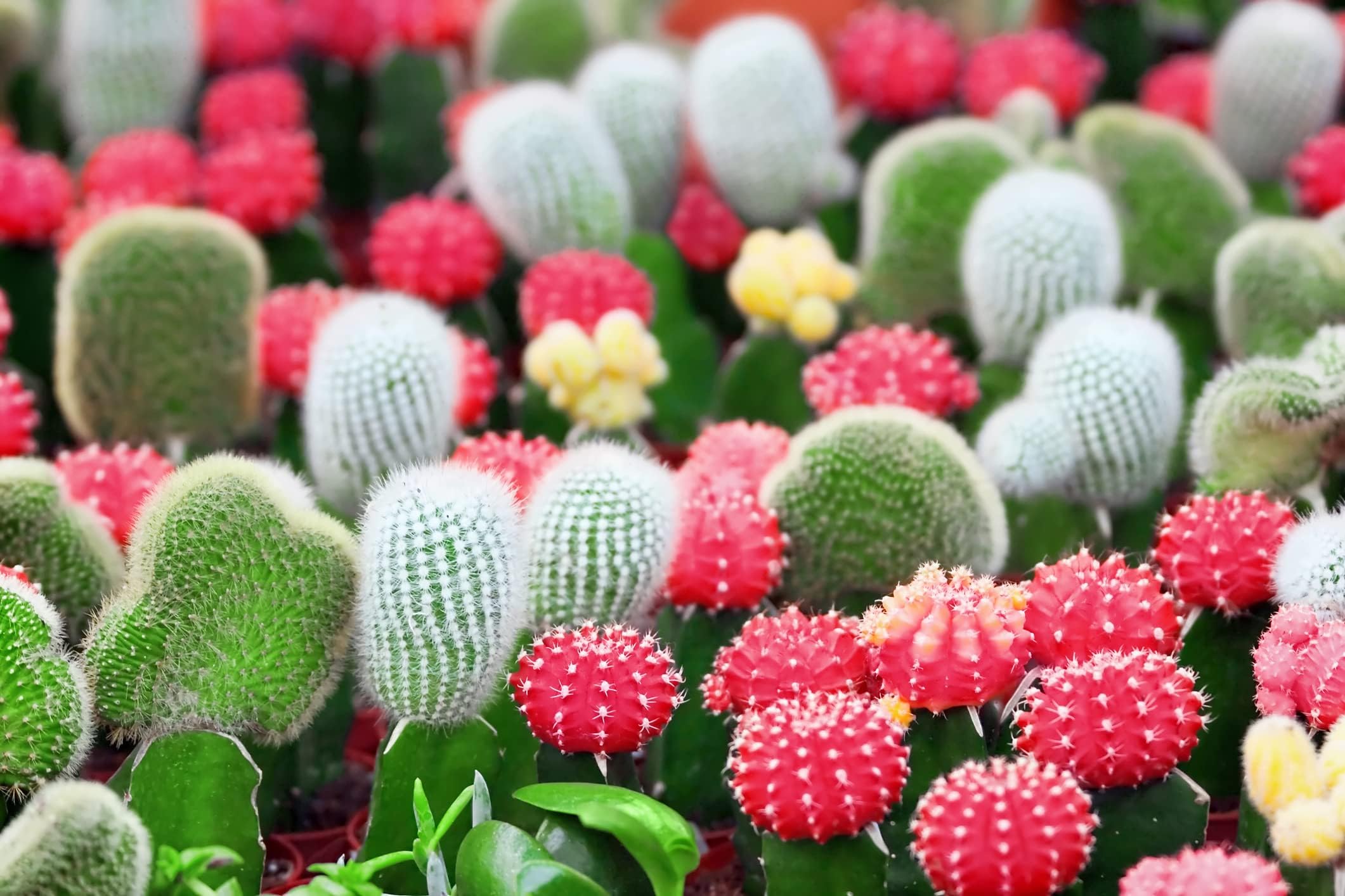 Amazon.com : Green Prickly Pear Cactus Seeds - 50+ Seeds - Ships from ...