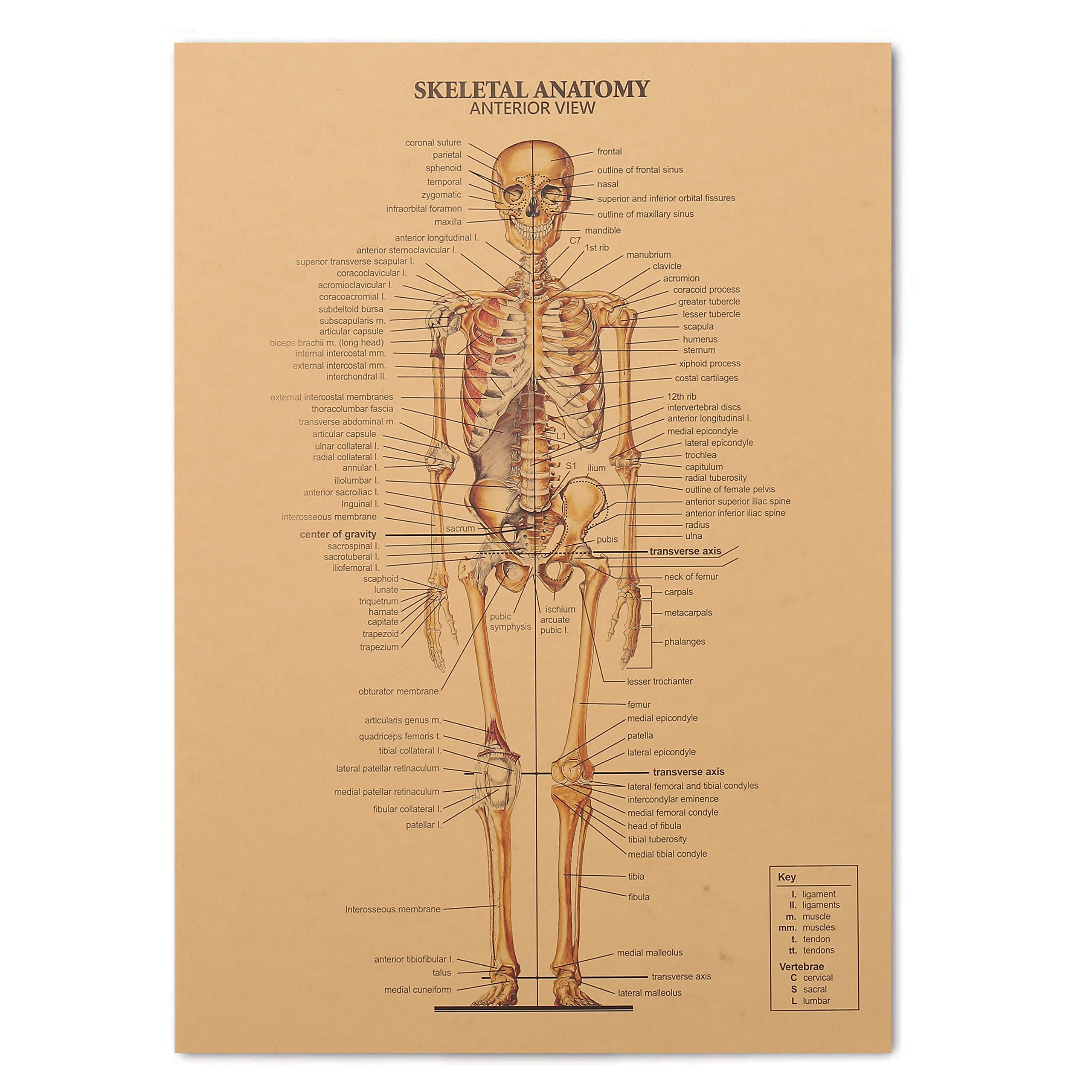 Vintage Skeletal Anatomy Anterior View Poster 14 X 20 Inch | Desertcart ...