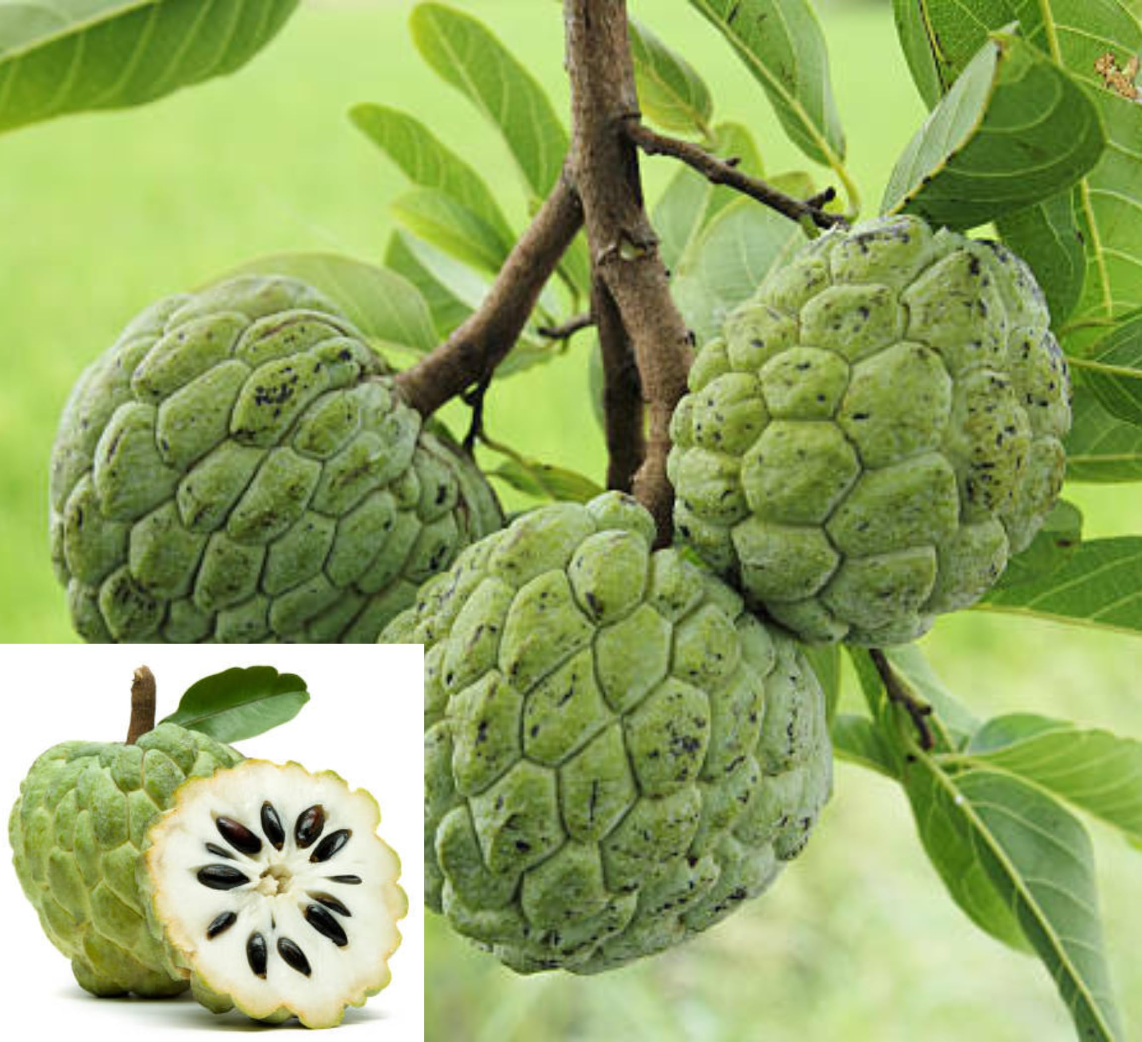 Cpeyare Live Sugar Apple Tree 2 3 Ft Tall Fruits | Desertcart UAE