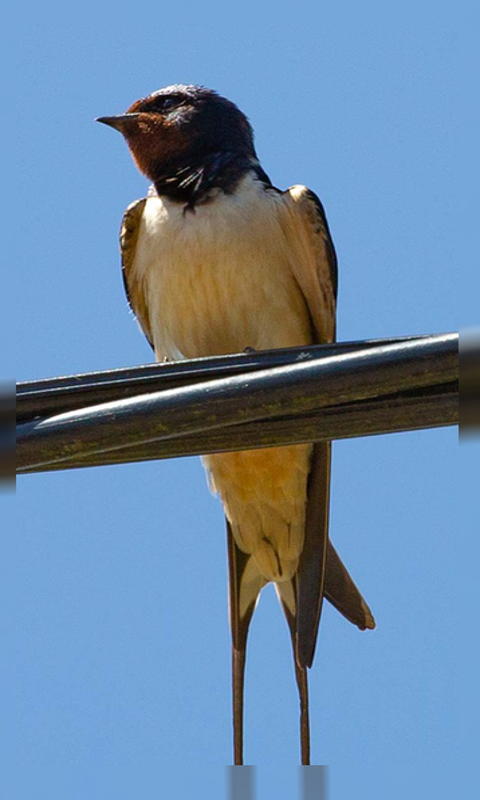 4K Swallow Wallpaper - App on Amazon Appstore