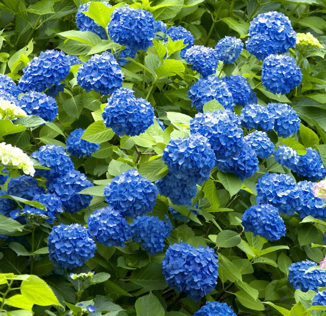 Amazon.com : Votaniki Nikko Blue Hydrangea Plant Quart Pot - Perennial ...