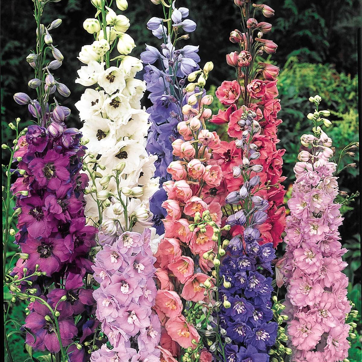 Amazon.com : GARDENS ALIVE! - Multi-Color Flowering Delphinium Mixture ...
