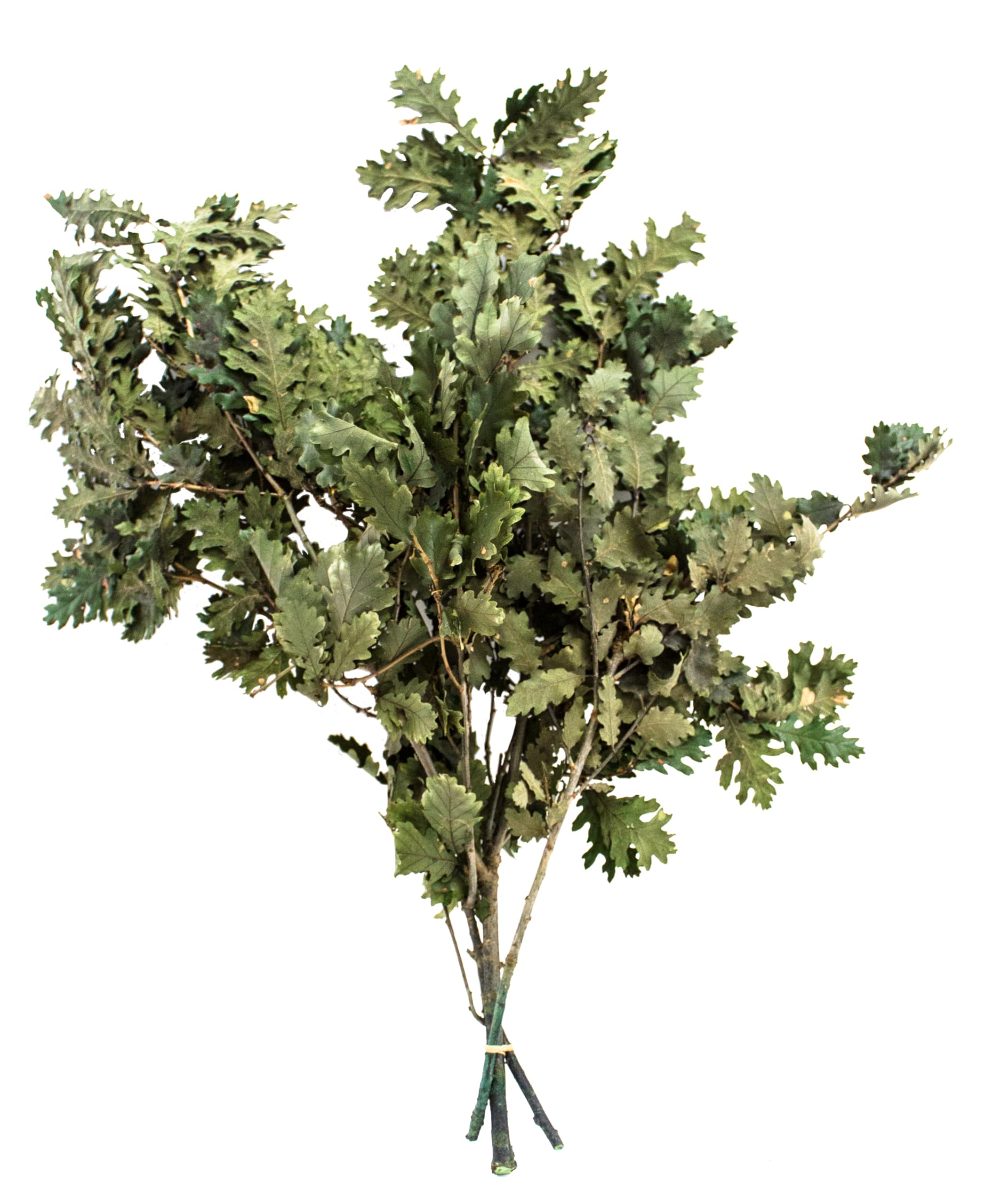 Amazon.com: SuperMoss Preserved Oak Leaves with Stem Natural Indoor ...