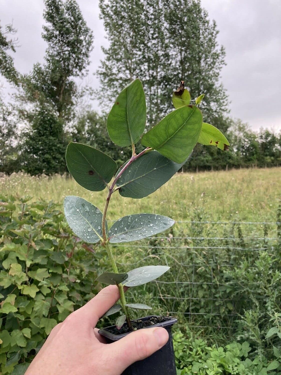Jounama Snow Gum Tree Plant, Eucalyptus Pauciflora subsp. Debeuzevillei ...