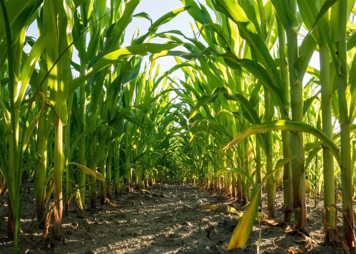 Corn Fields Wallpaper
