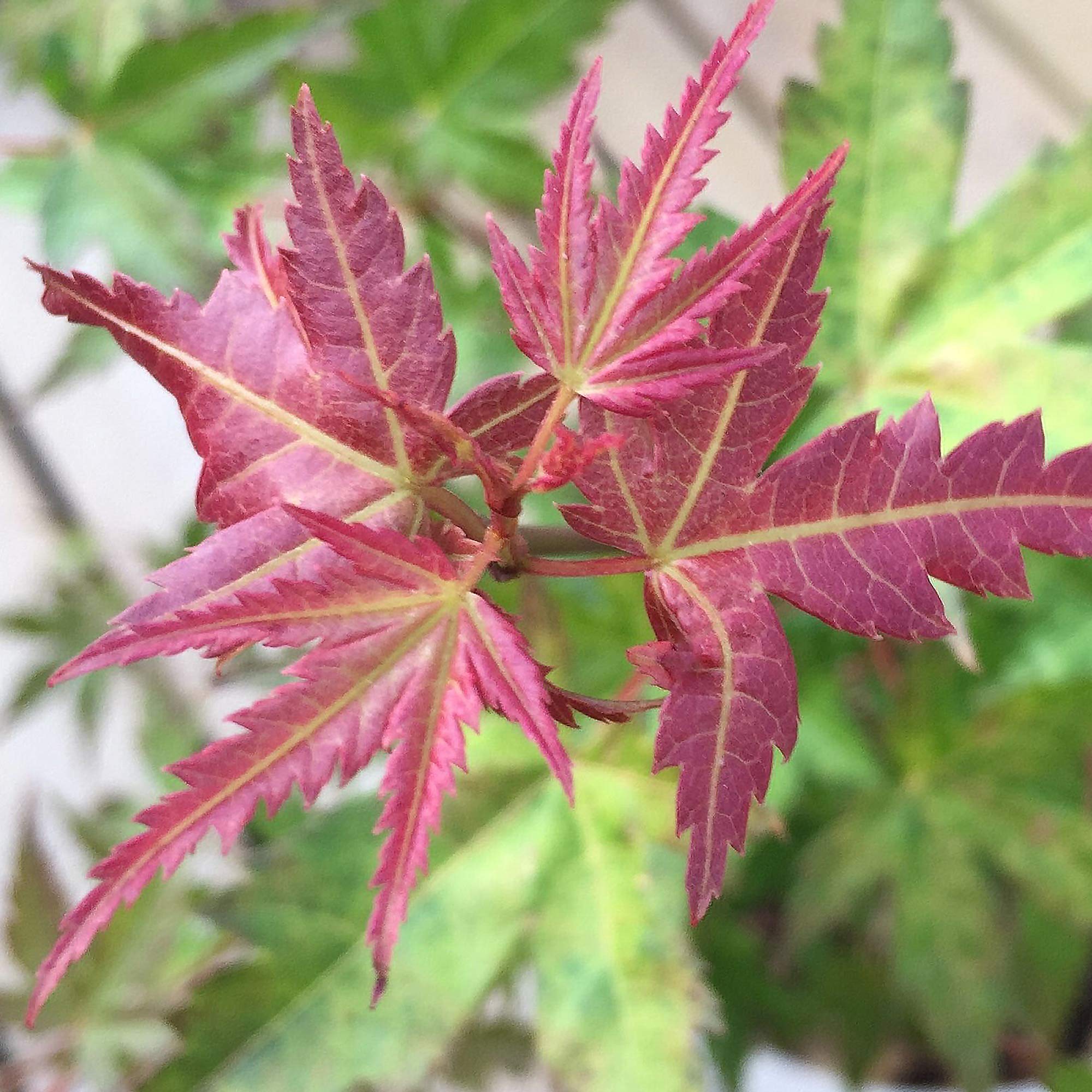 Acer palmatum 'Phoenix' | Japanese Maple Deciduous Potted Trees for ...