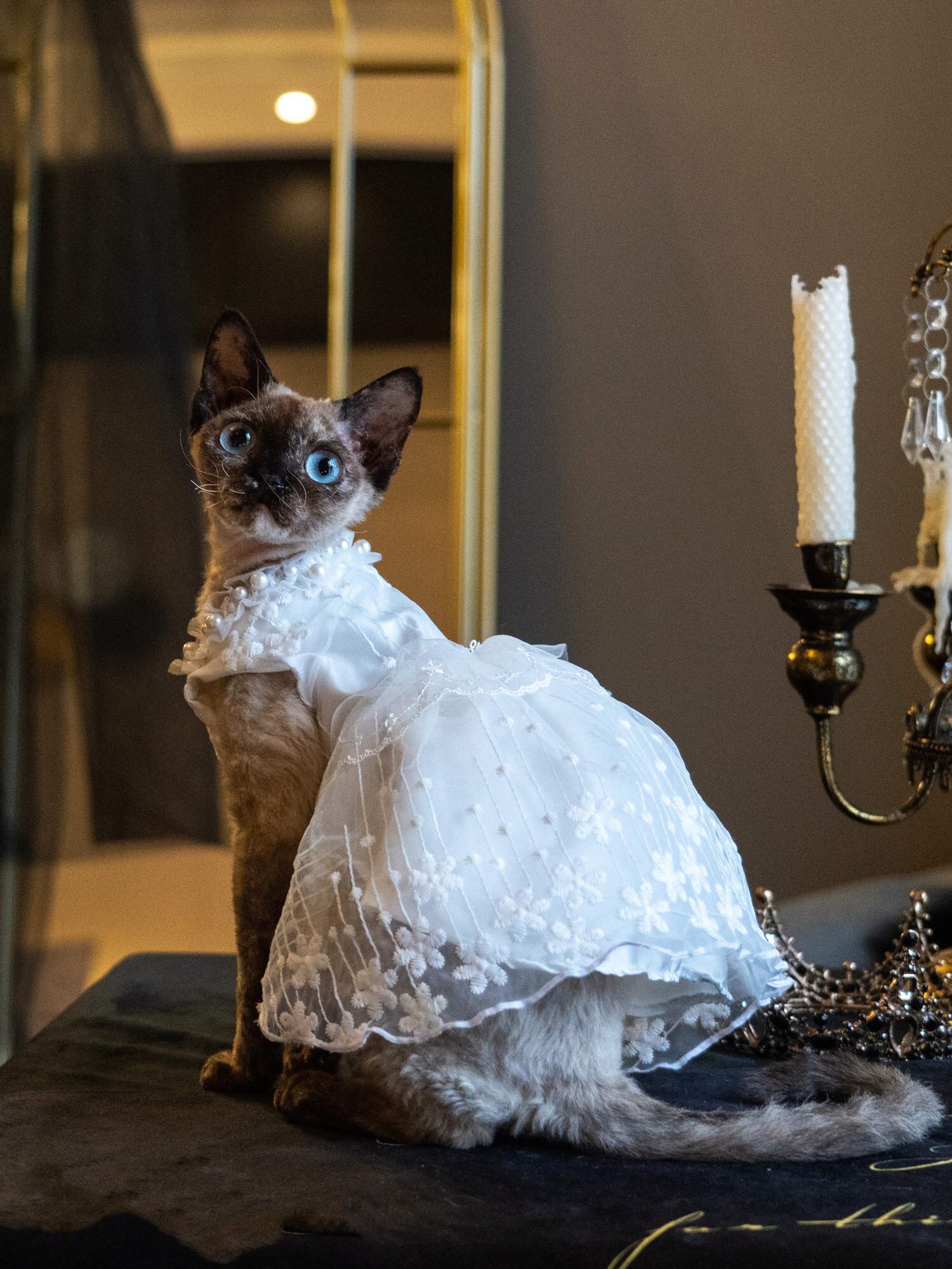 Cat Wedding Dress