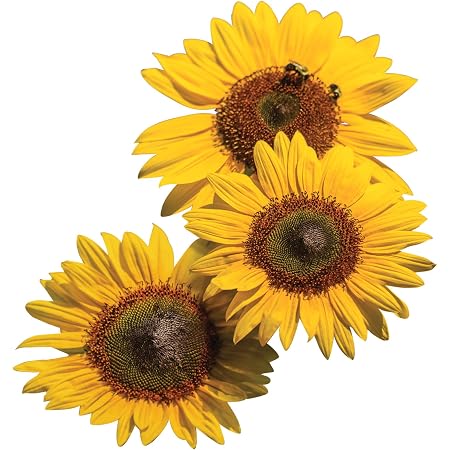 Burpee Sunforest Mix Sunflower Seeds 100 seeds