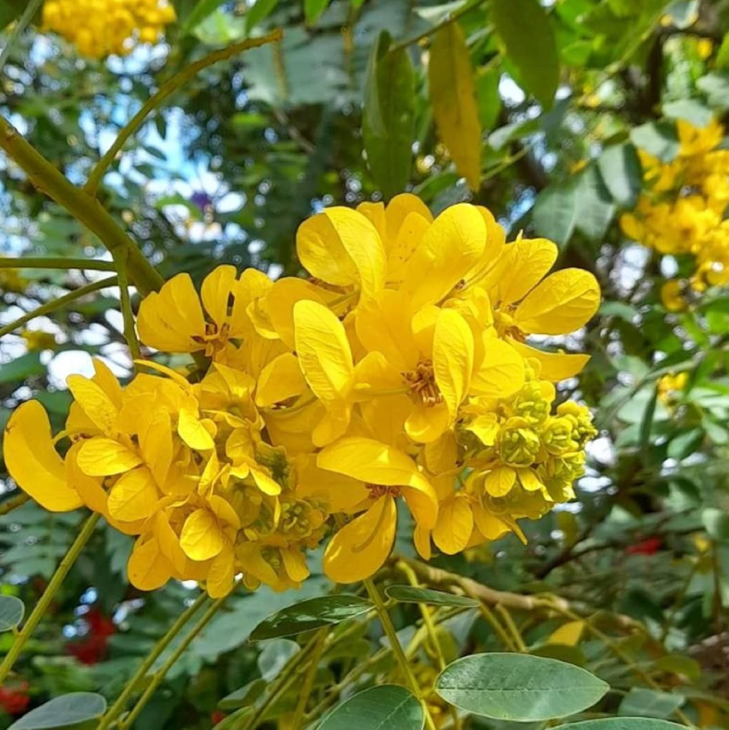 CHUXAY GARDEN 10 semillas de Senna Spectabilis, Cassia Spectabilis ...