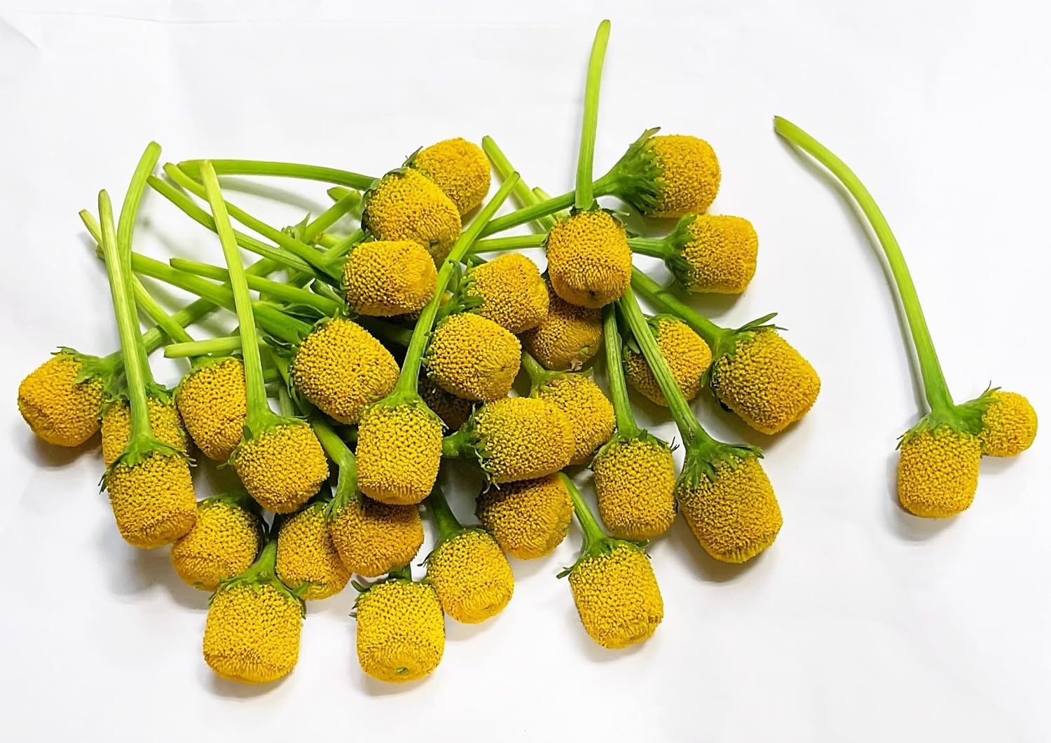 Amazon.com : Fresh Organic Buzz Buttons, Spilanthes Edible Flowers Farm ...