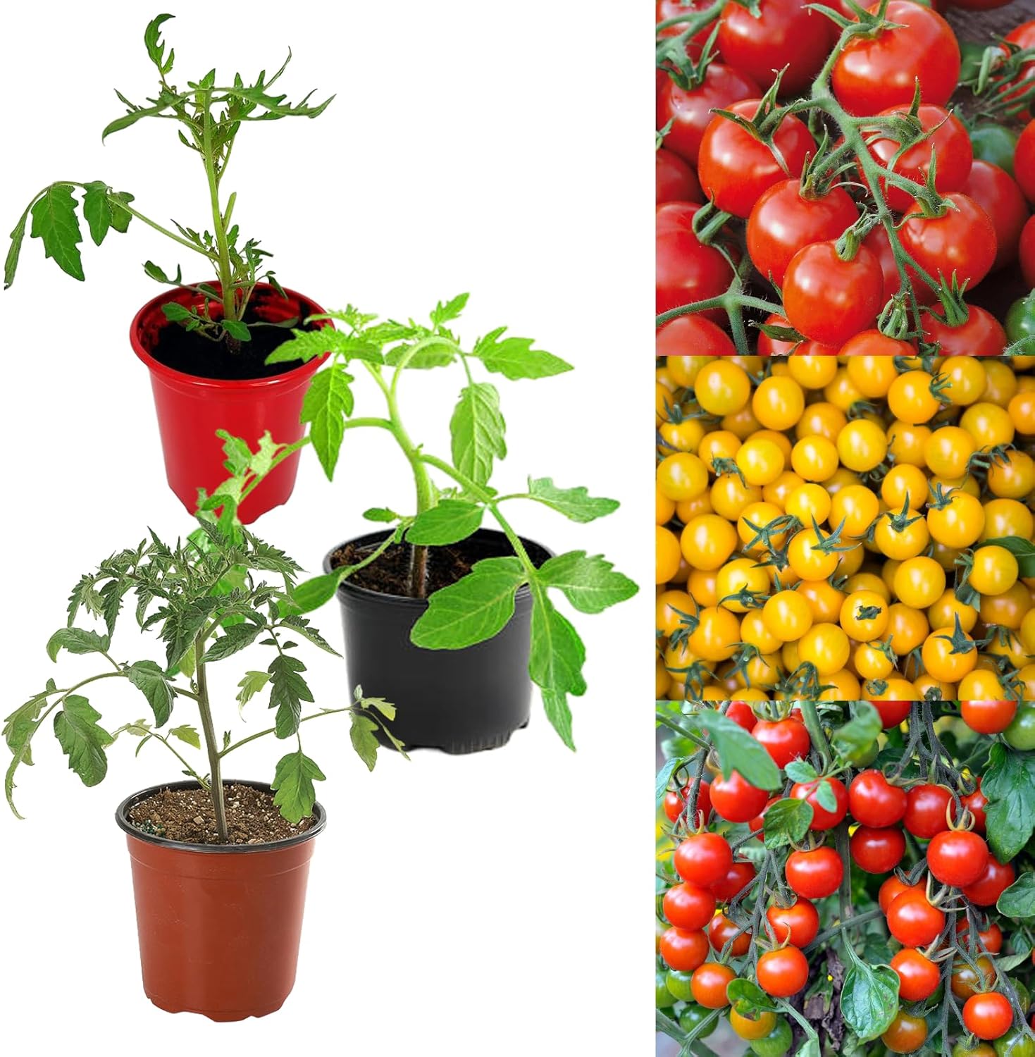 Carbeth Plants Tomato Plant Mix - 3 Units in 9 cm Pots - Mix of Growing ...
