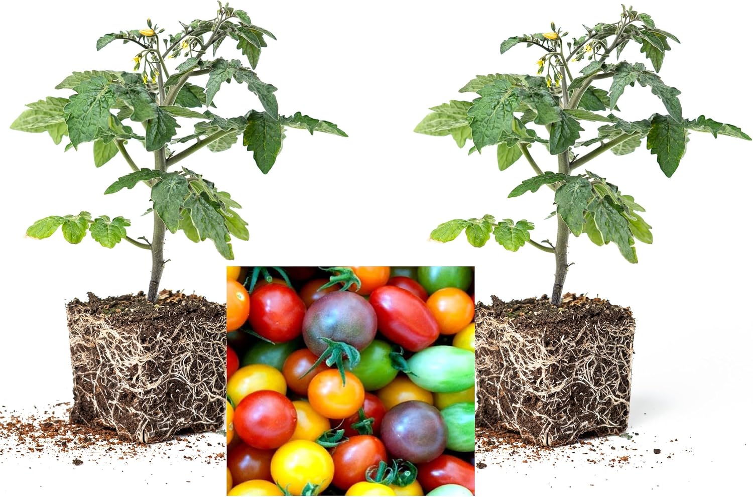 Amazon.com : 2 Rainbow Cherry Tomato Seedlings for Growing - Approx 4-6 ...