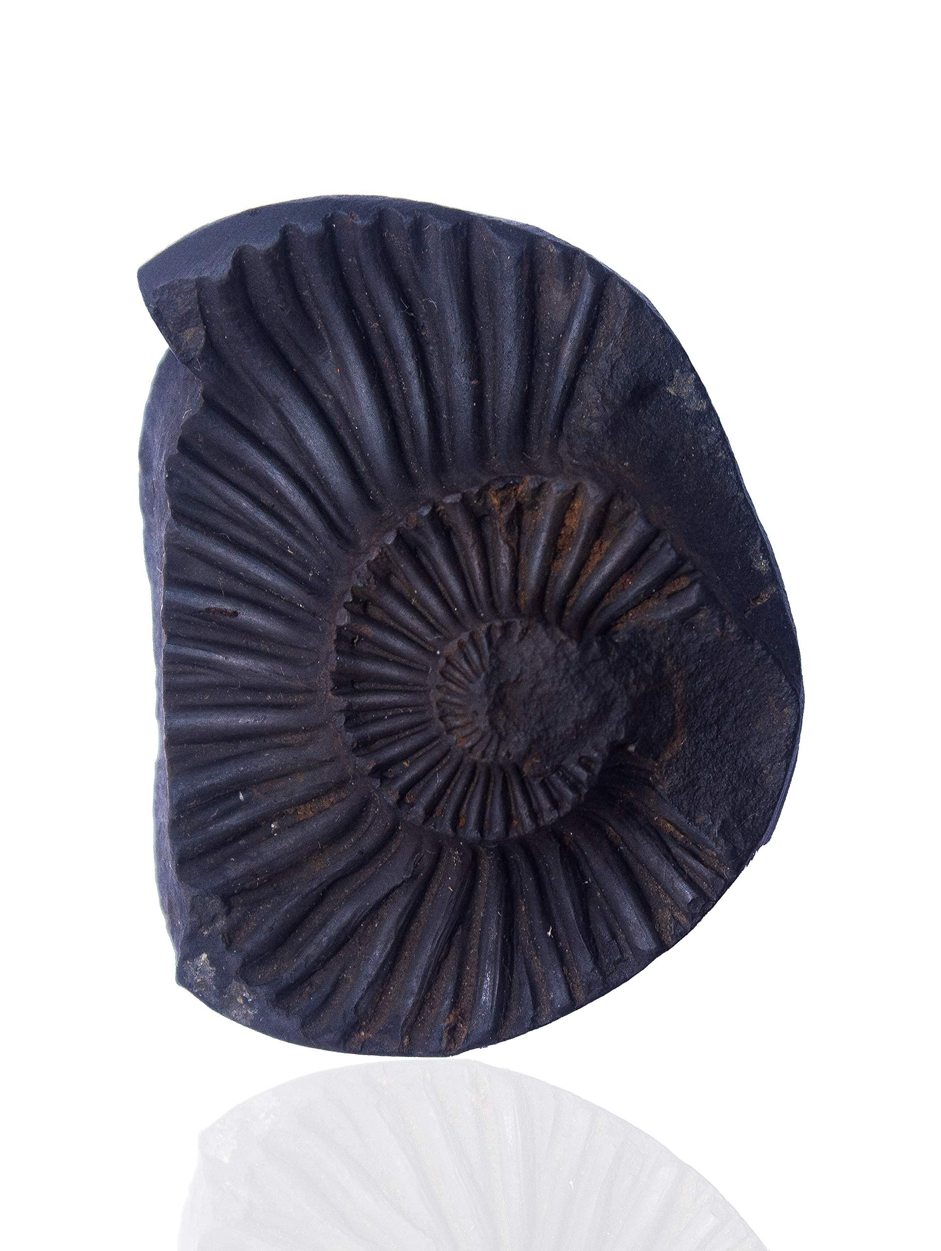 Shaligram India Rare Shaligram Hindu Pooja Divine Pooja Hindu Sudarshan ...