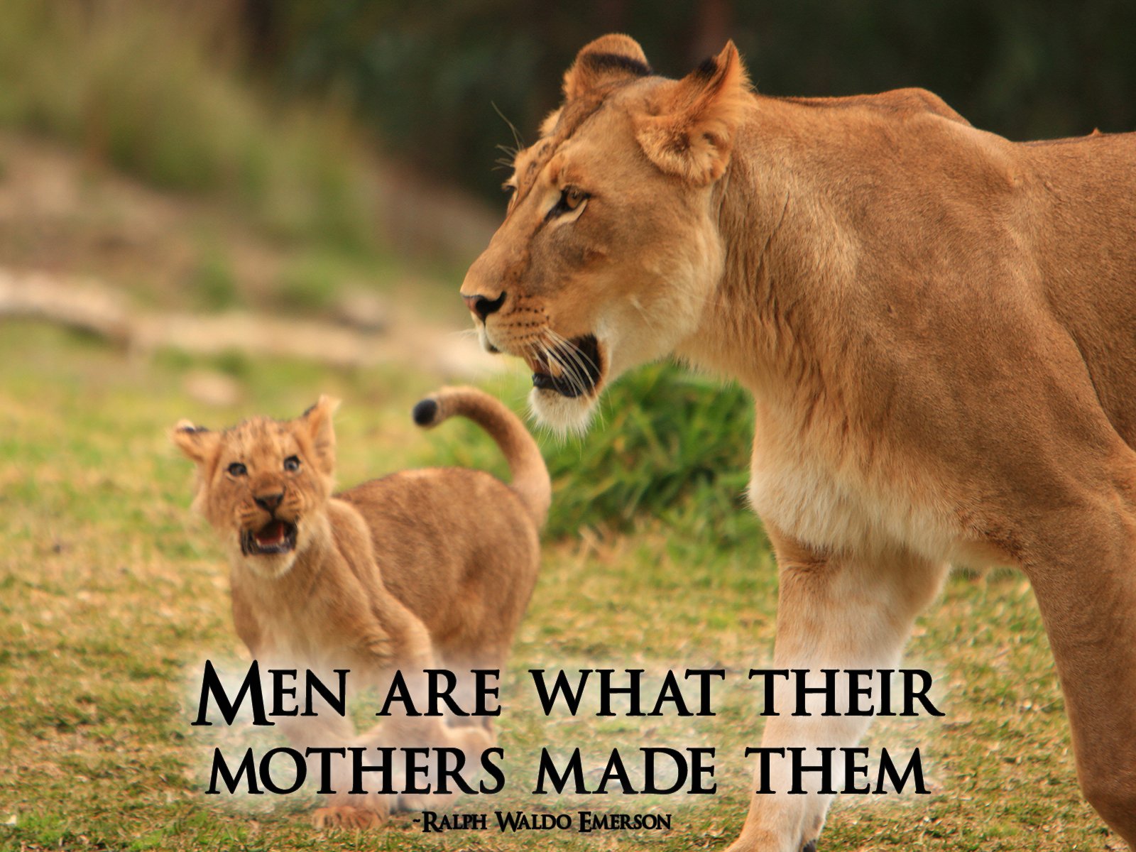 Lion Protecting Lioness Quotes
