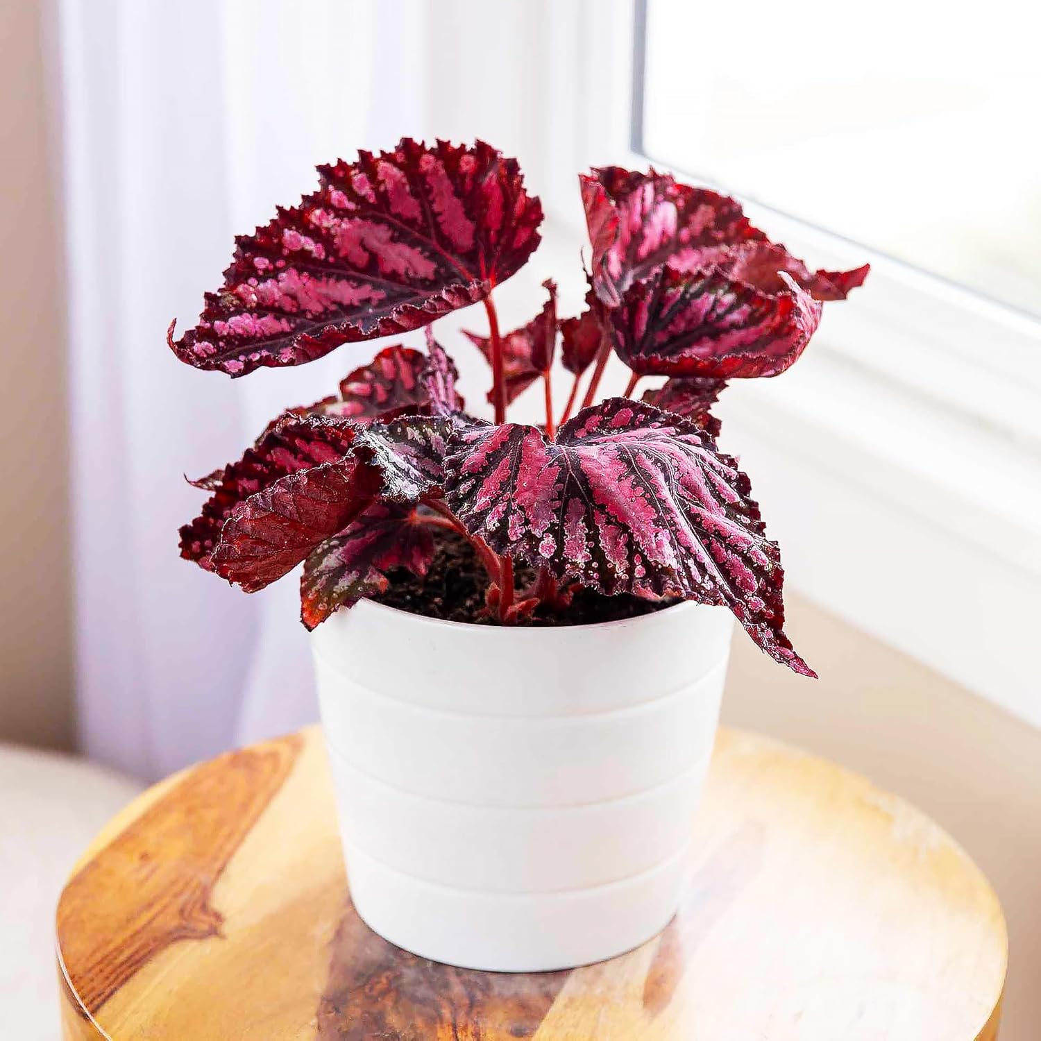 Amazon.com : 50Pcs Begonia Seeds Blue Purple Coleus Begonia Flower ...