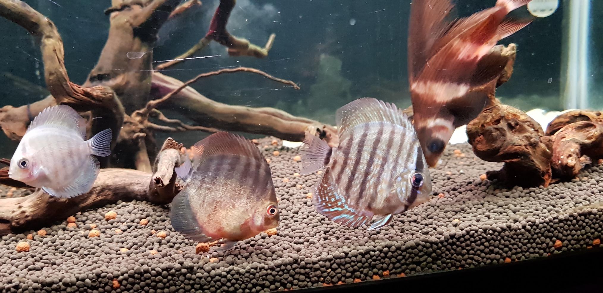 Hikari Tropical Discus Bio-Gold Aquarium Pellet Fish Food For All Life ...