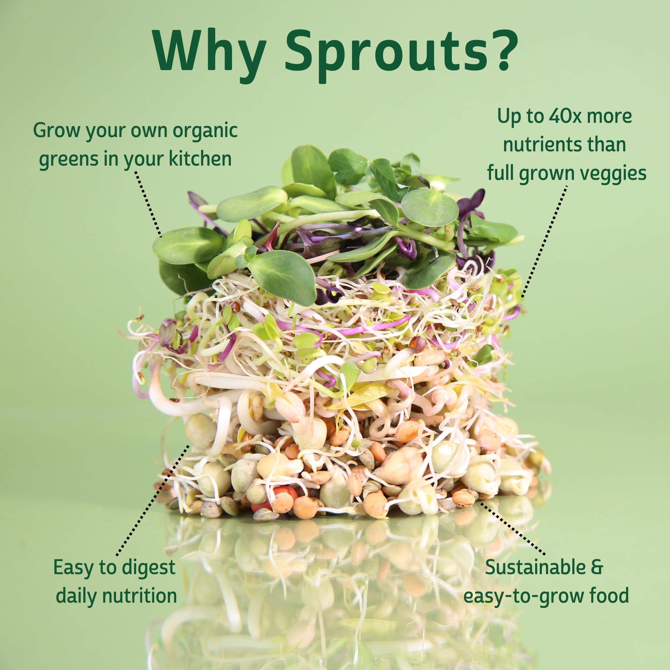 Alfalfa Sprouts Nutrition Comics Home Wholeselling Grown Alfalfa Non